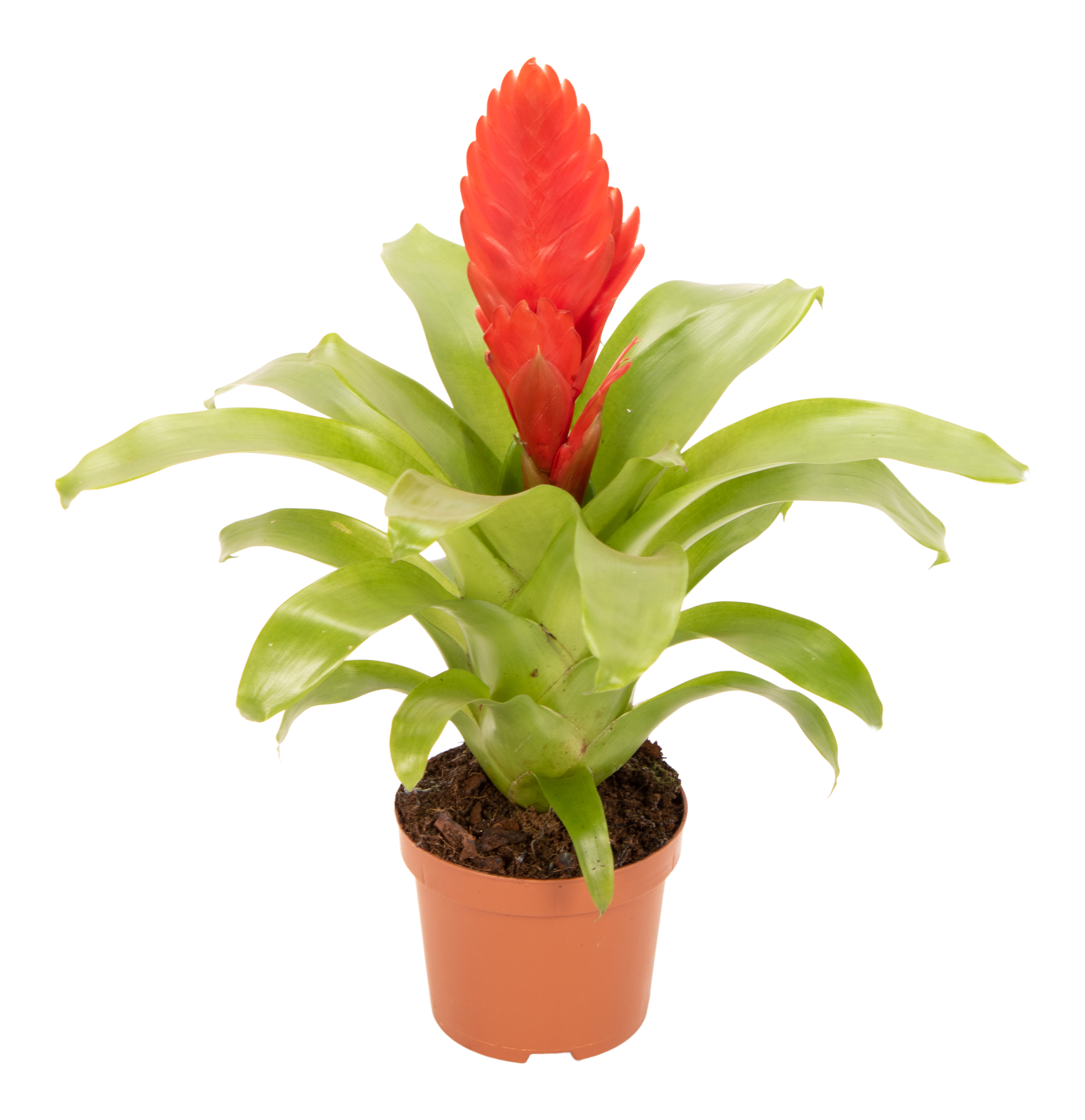 Frizea Lśniąca Cupido 35 cm - Leroy Merlin