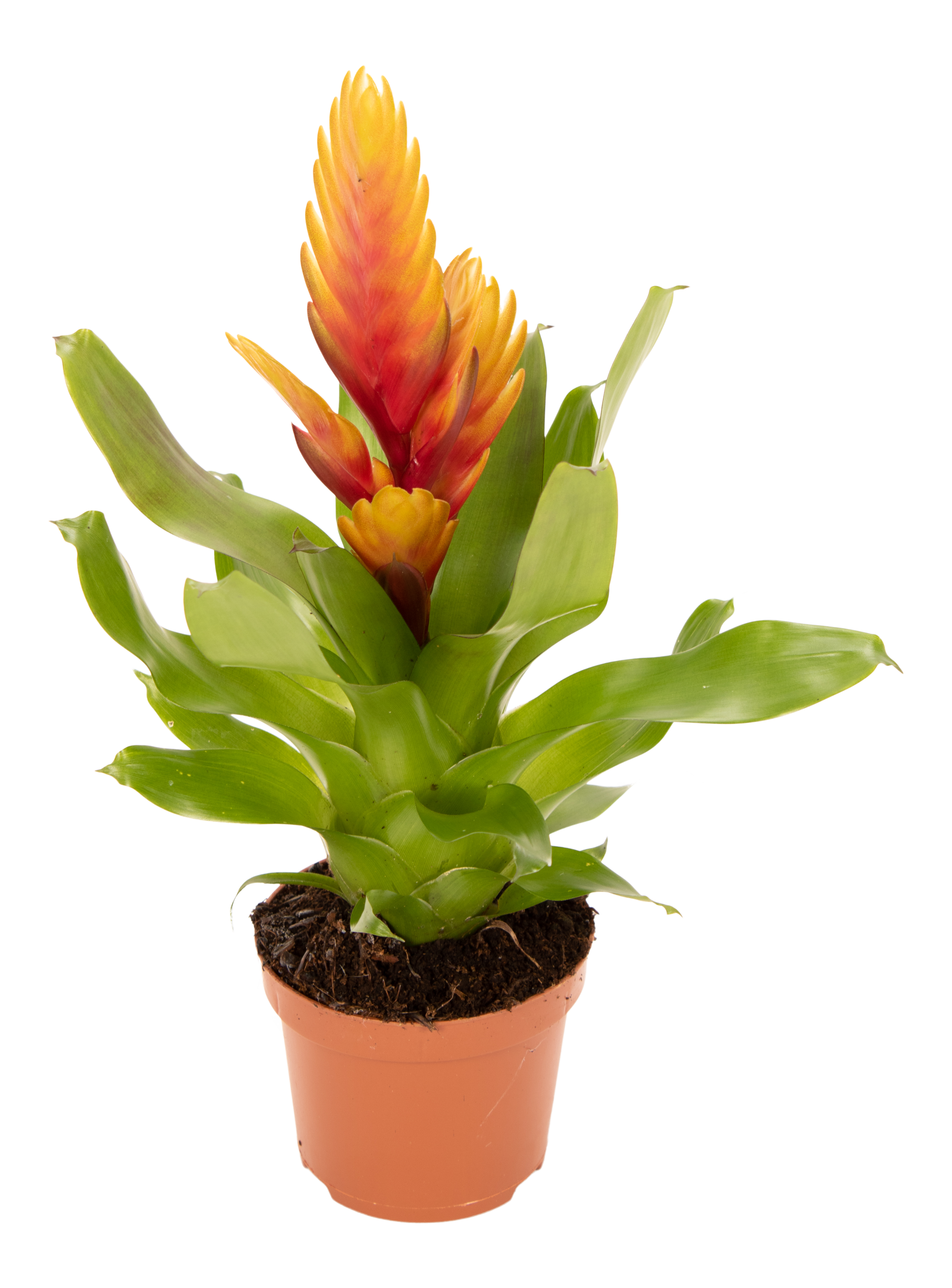 Frizea lśniąca Vriesea El Dorado Bromelia 35cm - Leroy Merlin