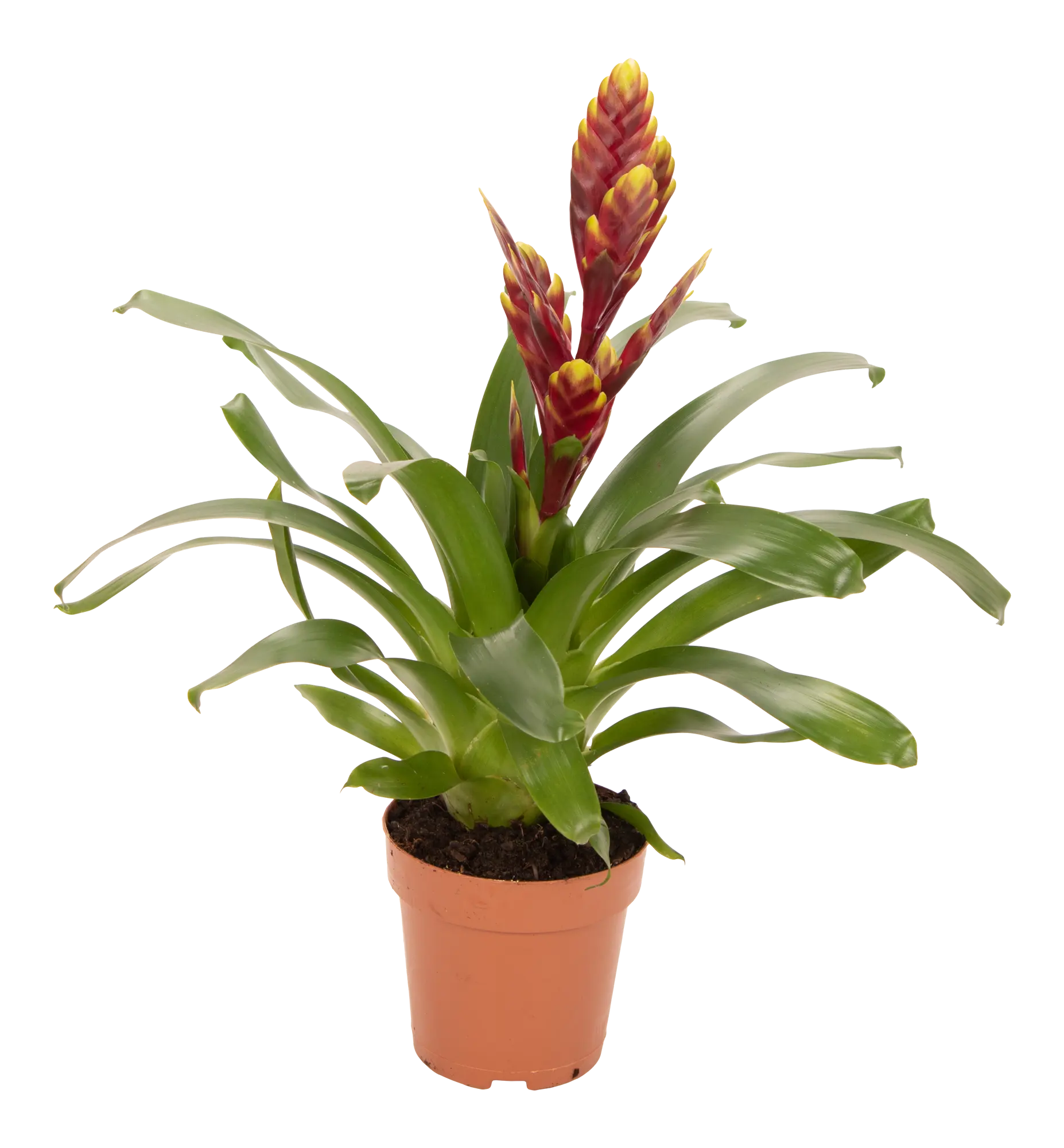 Frizea lśniąca Vriesea Vogue Bromelia 45cm - Leroy Merlin