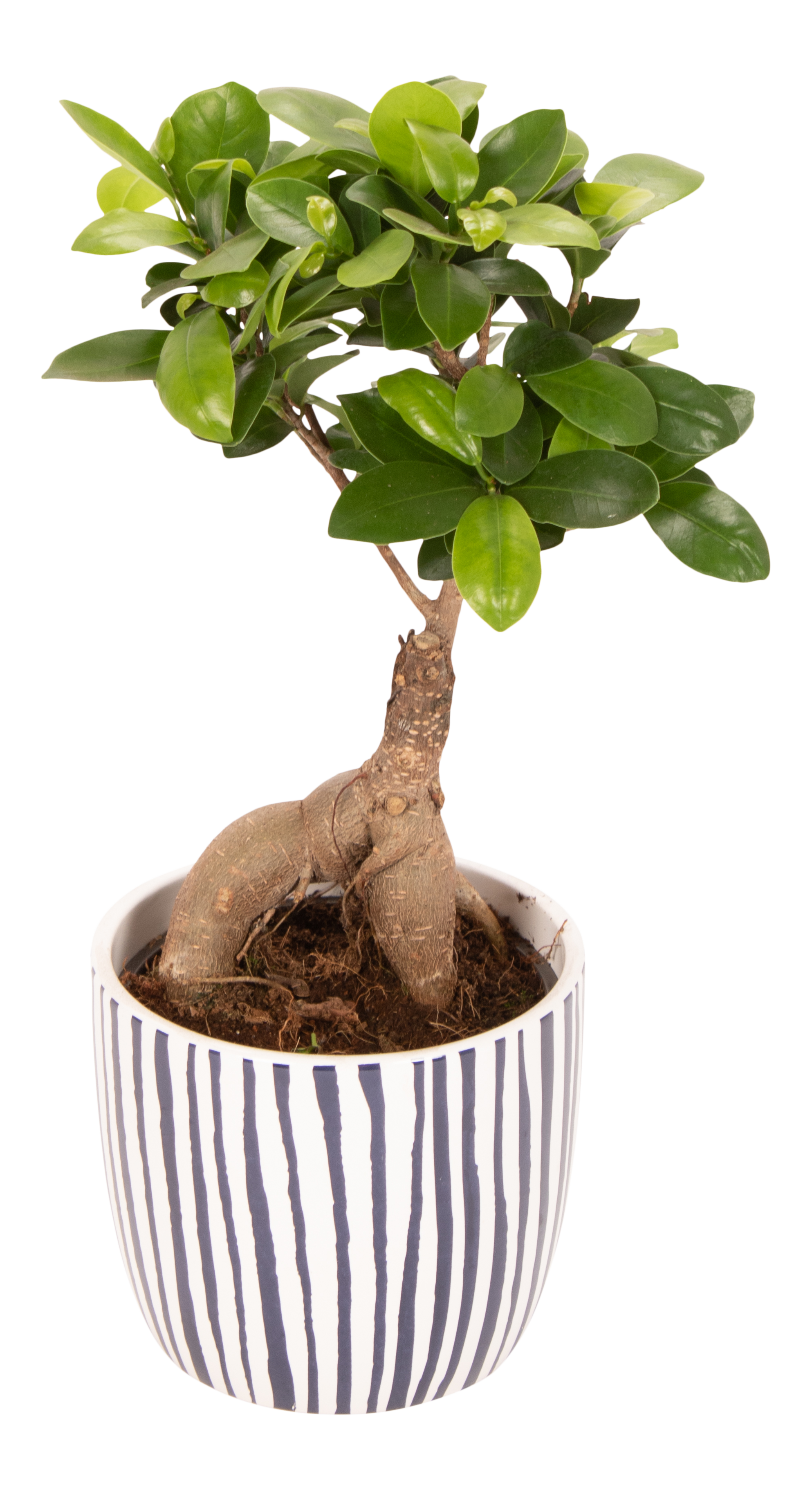 Fikus Bonsai Ginseng 35 cm - Leroy Merlin