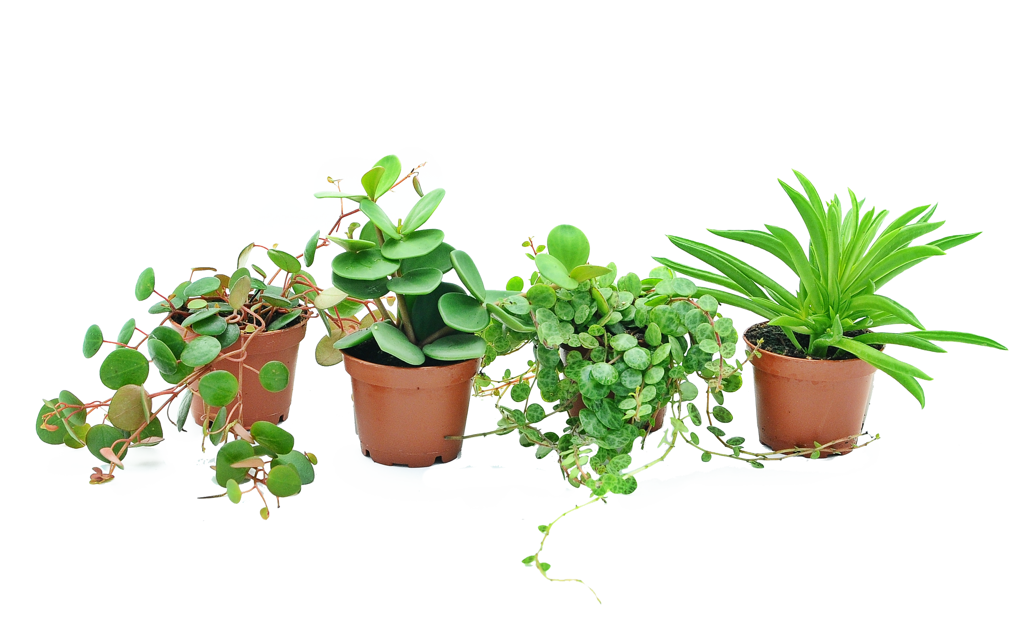 Peperomia mix 10 cm - Leroy Merlin