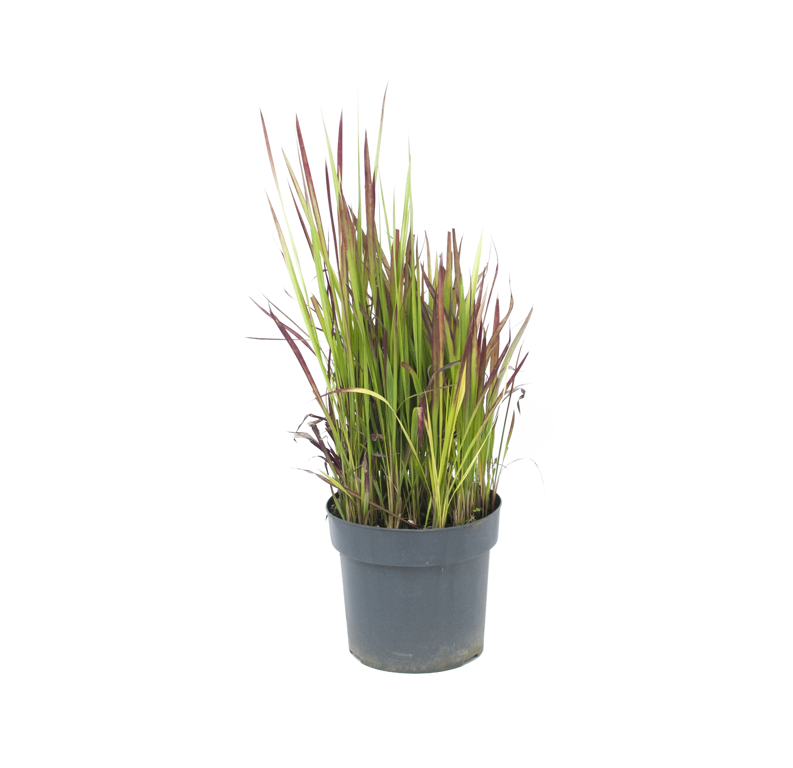 Trawa Imperata Red Baron 40 cm - Leroy Merlin