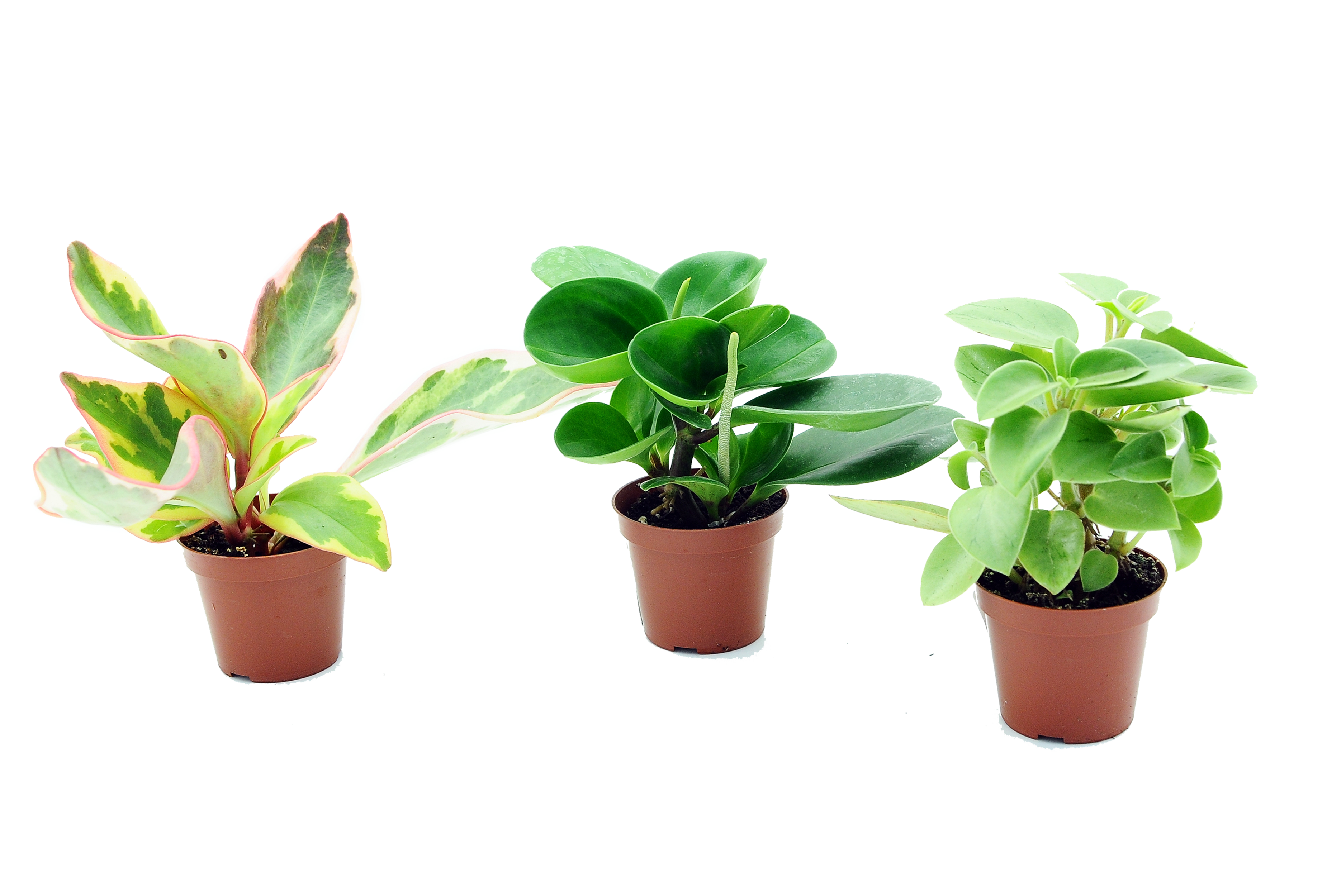 Peperomia mix 10 cm - Leroy Merlin
