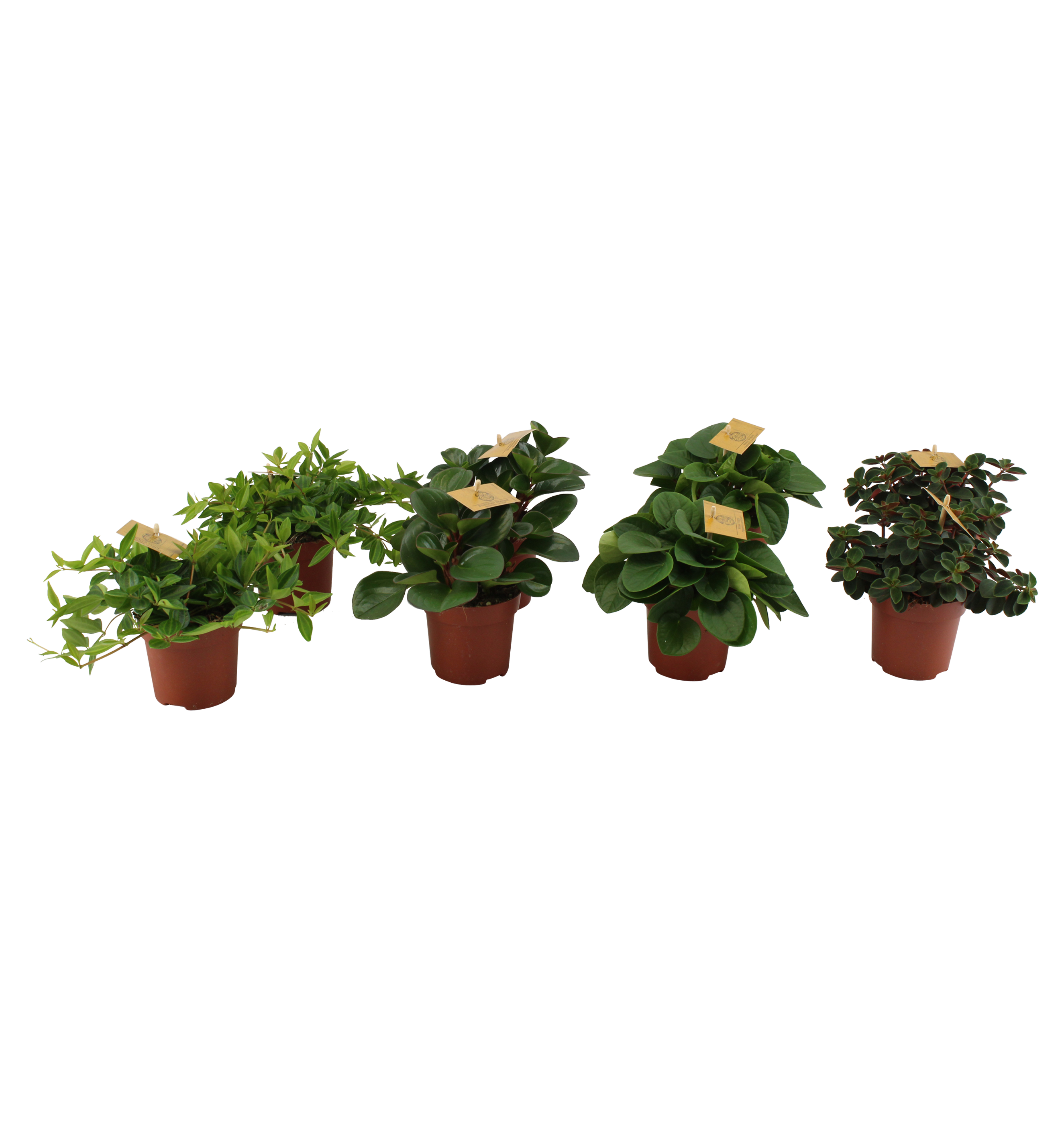 Peperomia mix 10-15 cm - Leroy Merlin