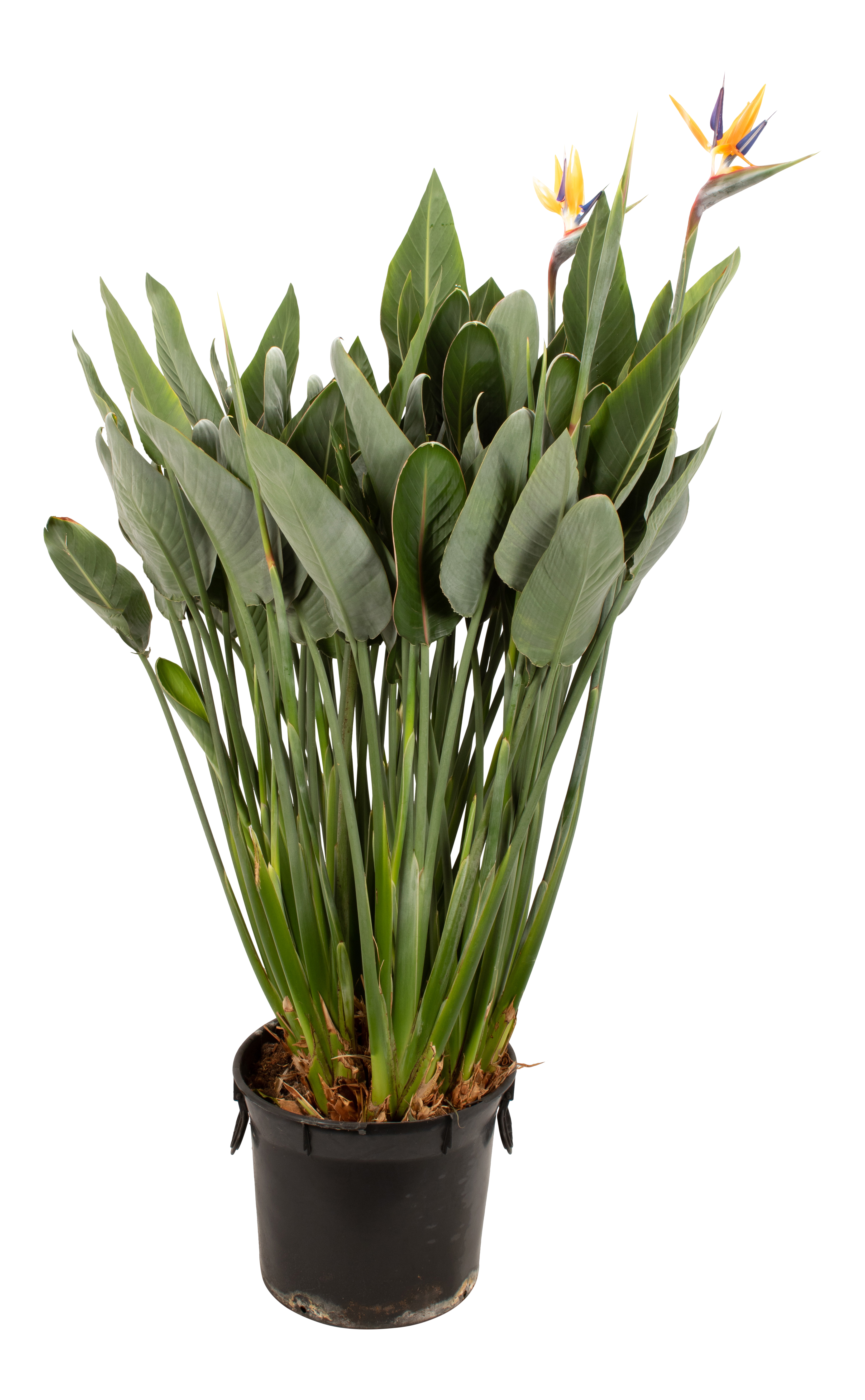 Strelicja królewska Strelitzia reginae 170cm - Leroy Merlin