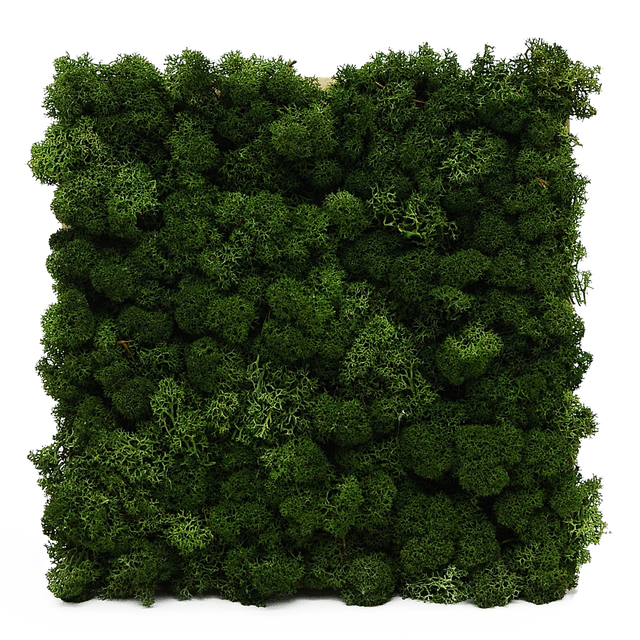 Mech chrobotek | Leroy Merlin