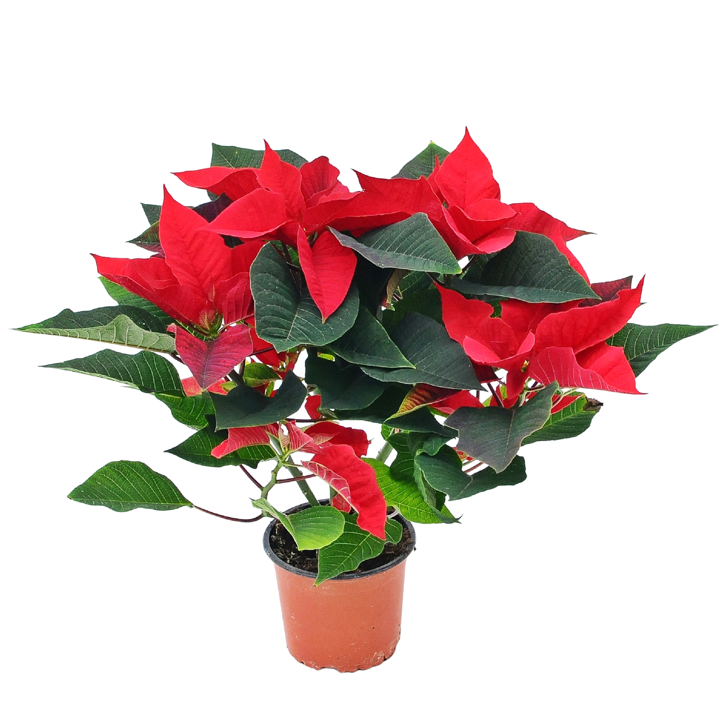 Poinsecja czerwona mix 25-30 cm gwiazda betlejemska - Leroy Merlin