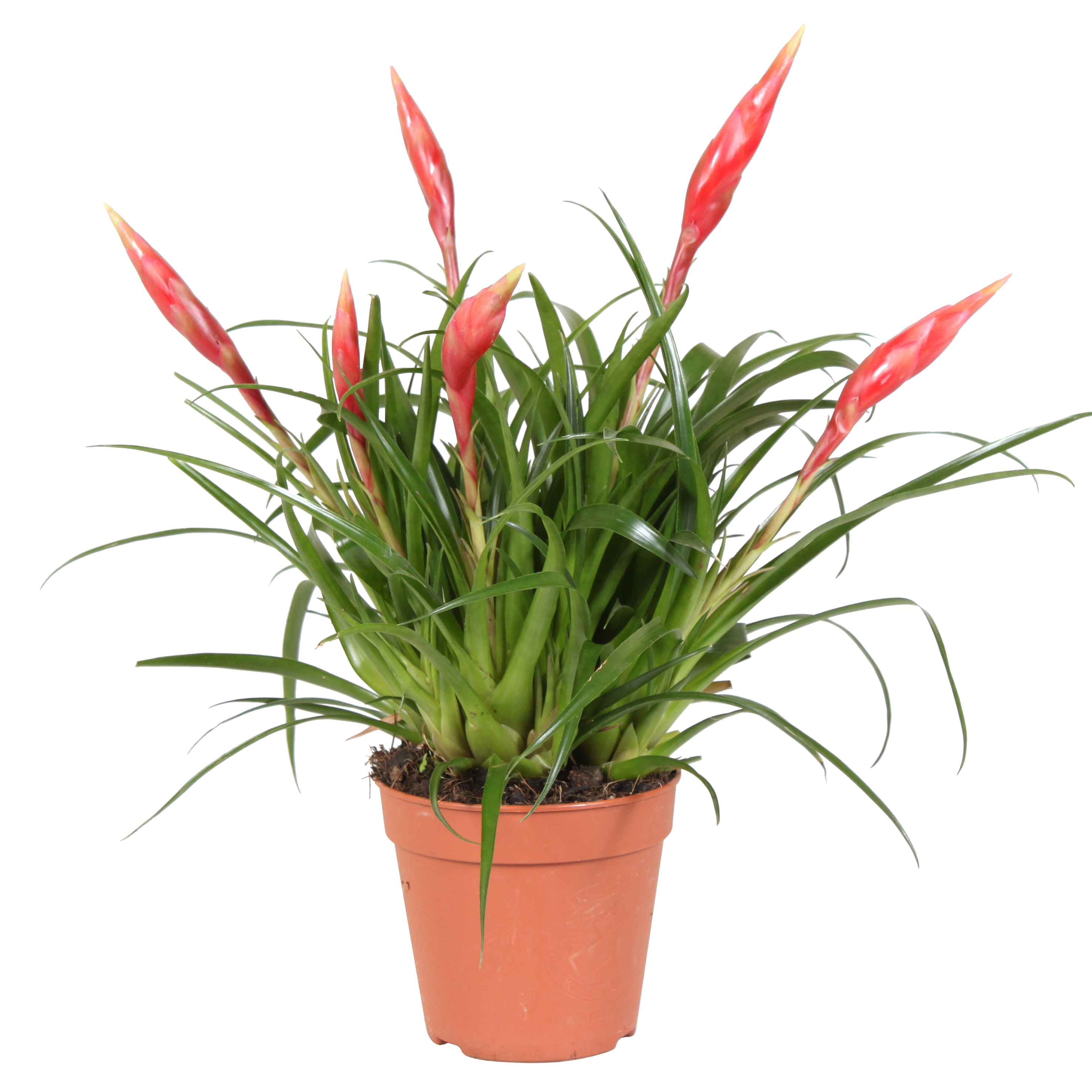 Frizea lśniąca Vriesea multiflower Astrid 40-45cm - Leroy Merlin