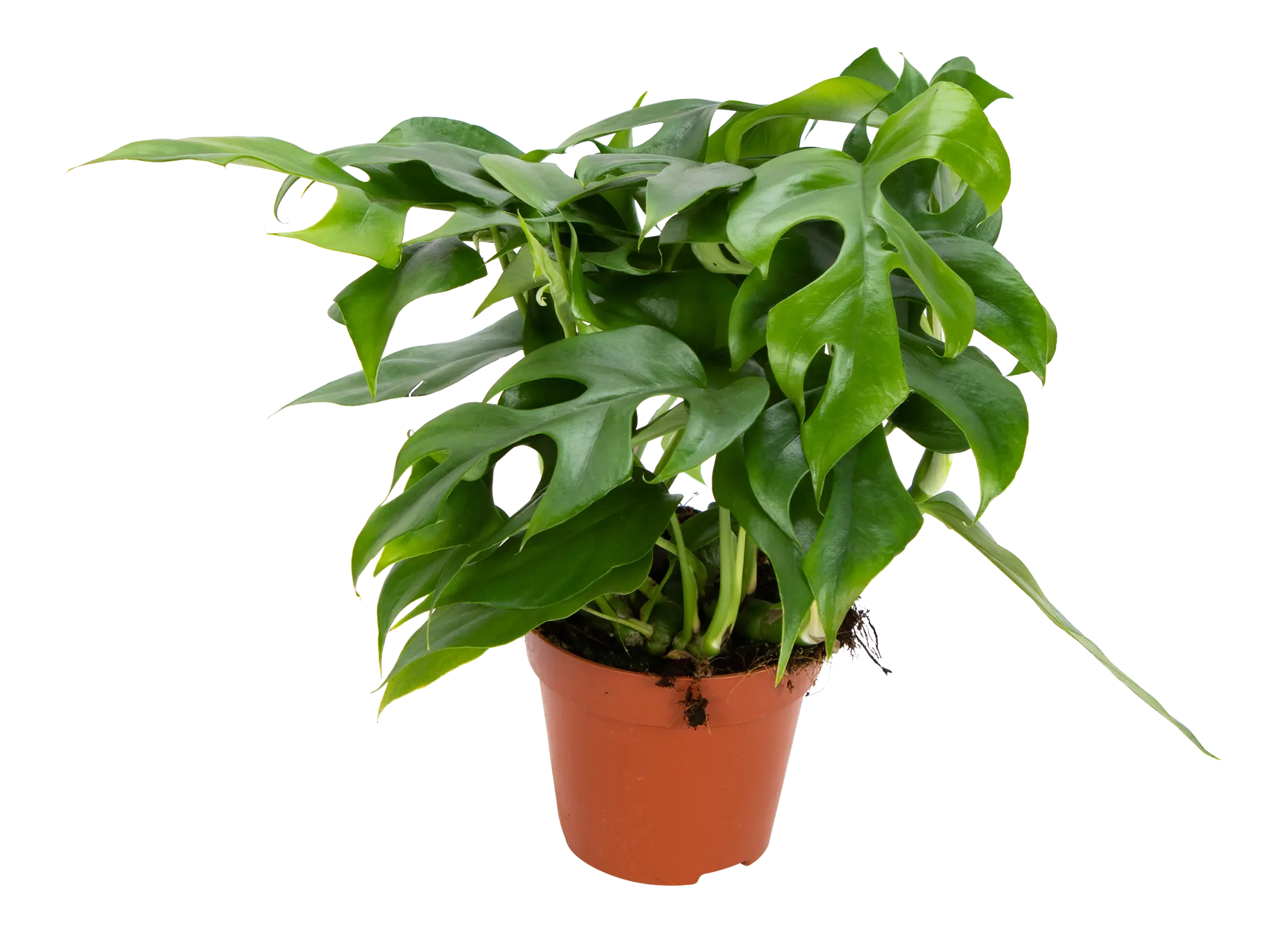 Monstera Minima 30 cm - Leroy Merlin