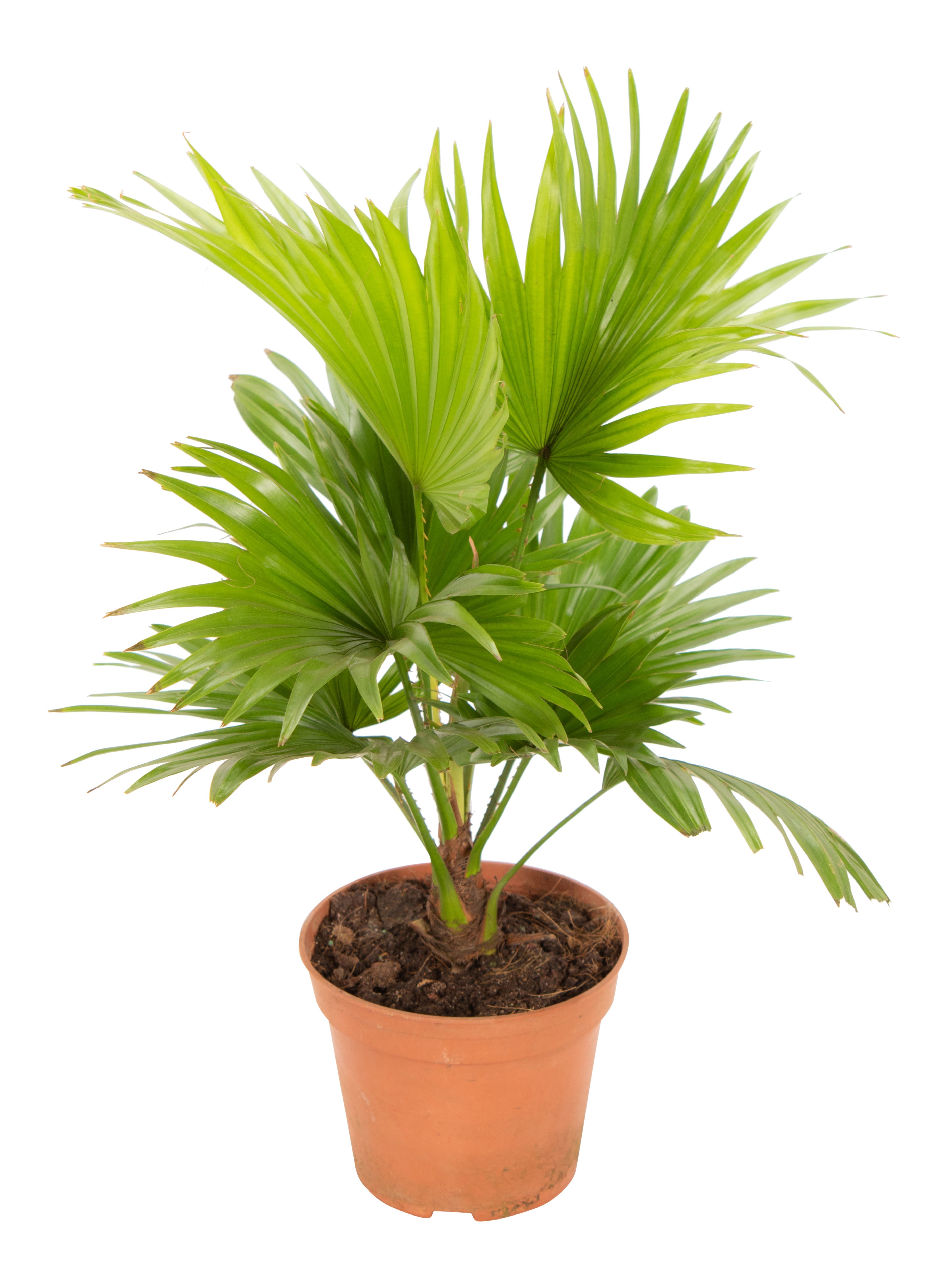 Liwistona okrągłolistna Palma domowa 40 cm - Leroy Merlin