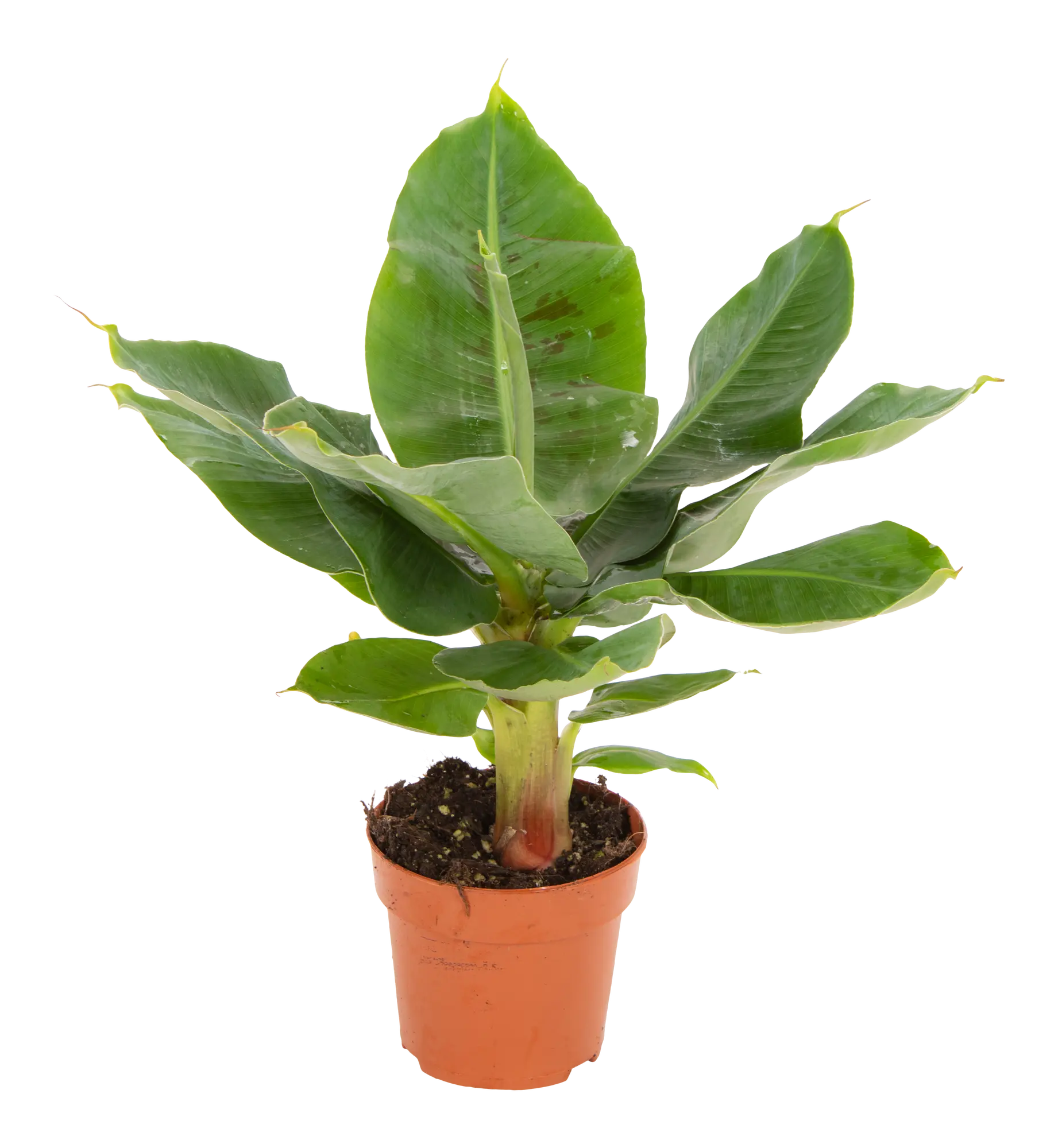 Bananowiec Musa Dwarf Cavandish 45 cm - Leroy Merlin