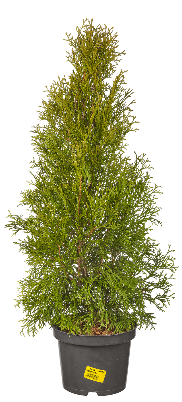 Thuja szmaragd | Leroy Merlin