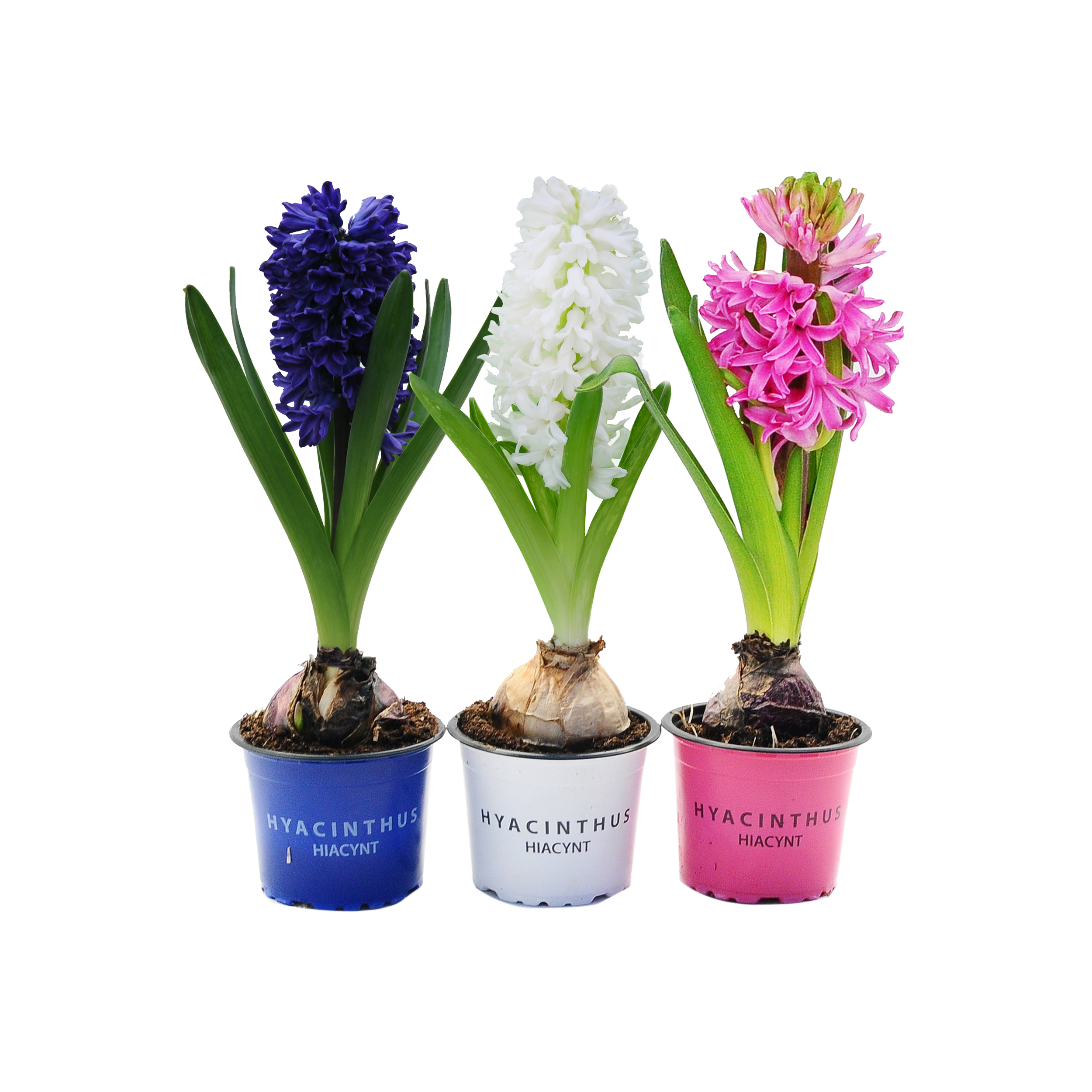 Hiacynt mix 13-15cm - Leroy Merlin