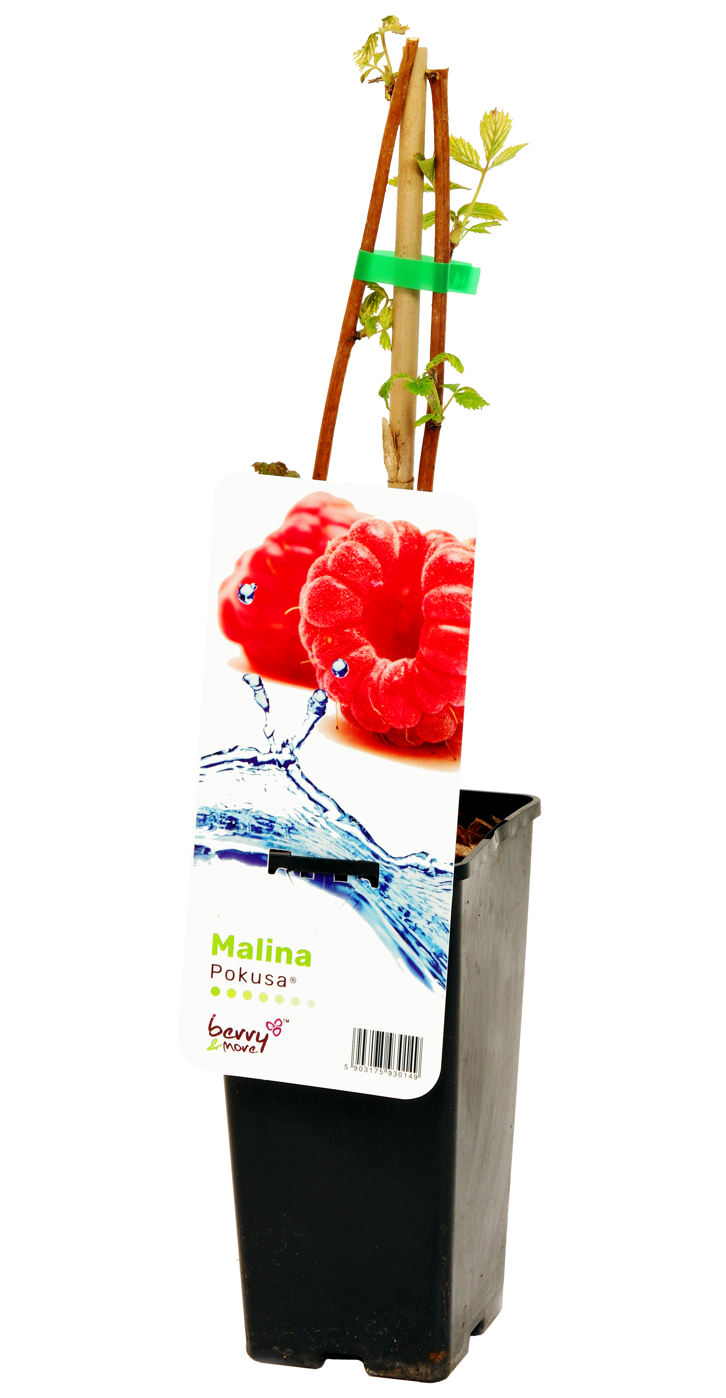 Malina 25 cm Berry&More™ - Leroy Merlin