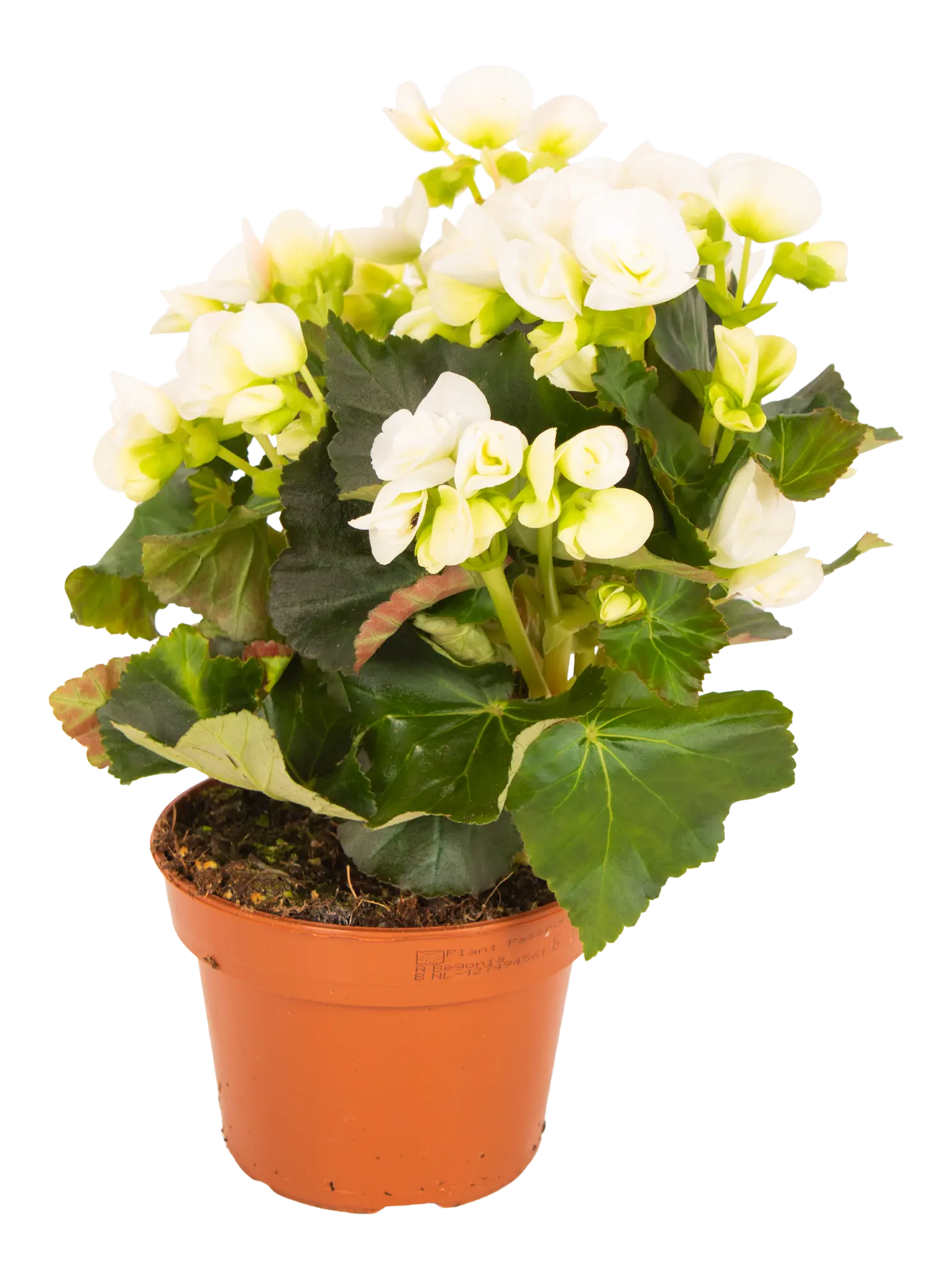 Begonia zimowa Clara biała 30cm - Leroy Merlin
