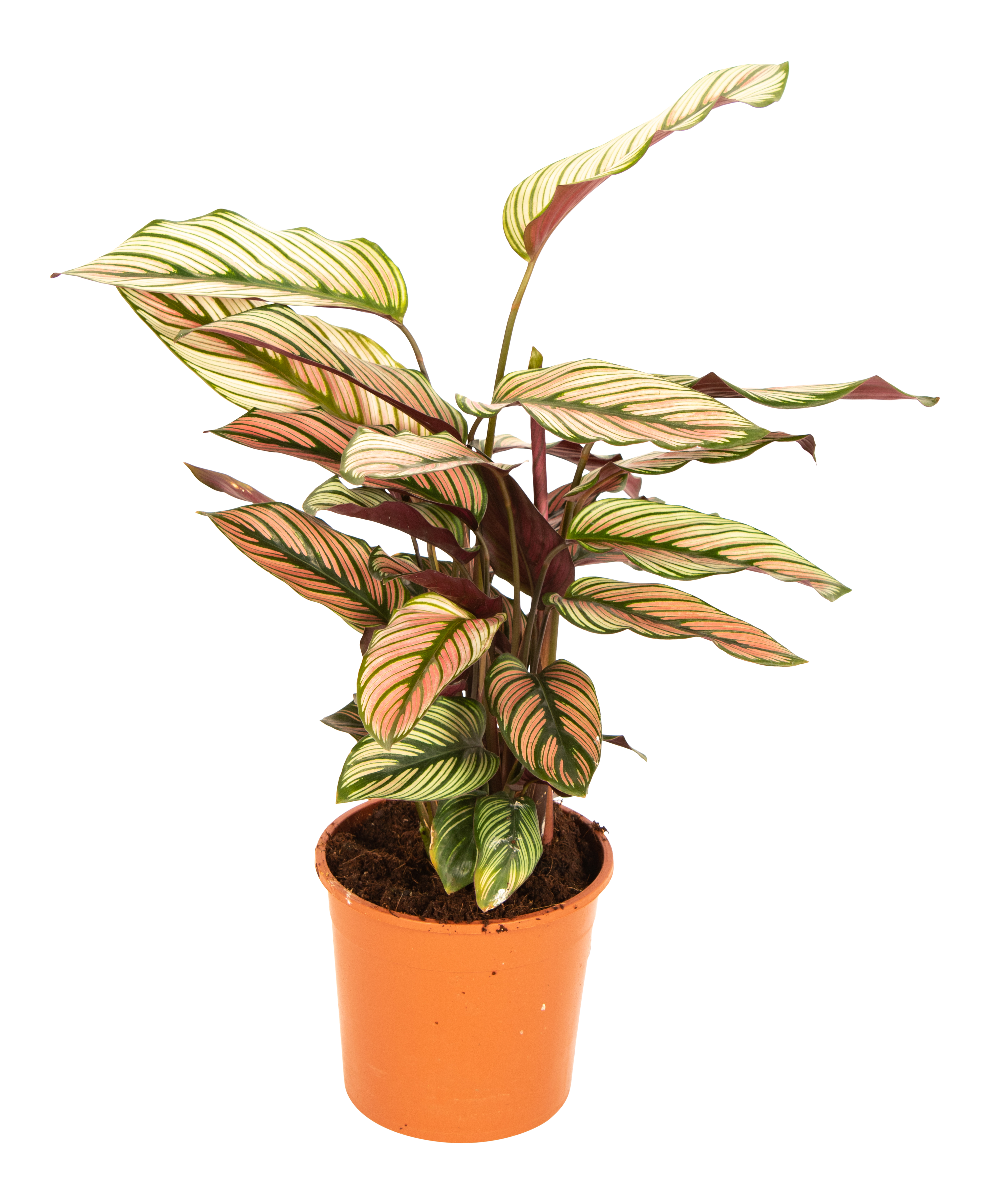 Kalatea Ostrzeszyn Whitestar 50 cm - Leroy Merlin