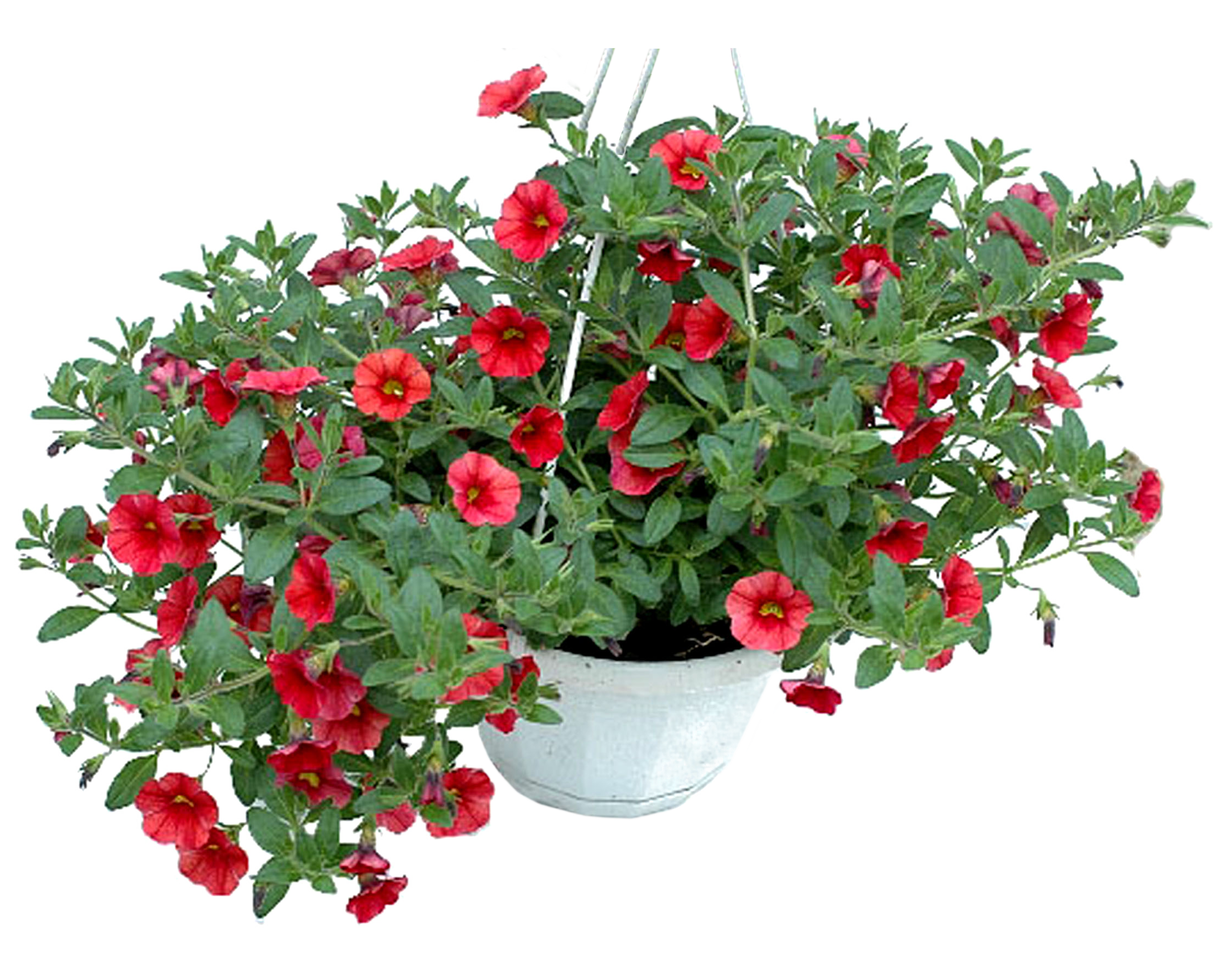 Calibrachoa Million Bells®, Superbells® MIX 40 - 50 cm - Leroy Merlin