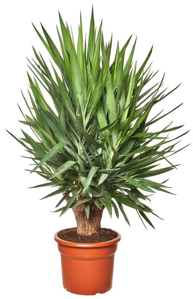 Juka - rośliny doniczkowe do wnętrz w różnych rozmiarach