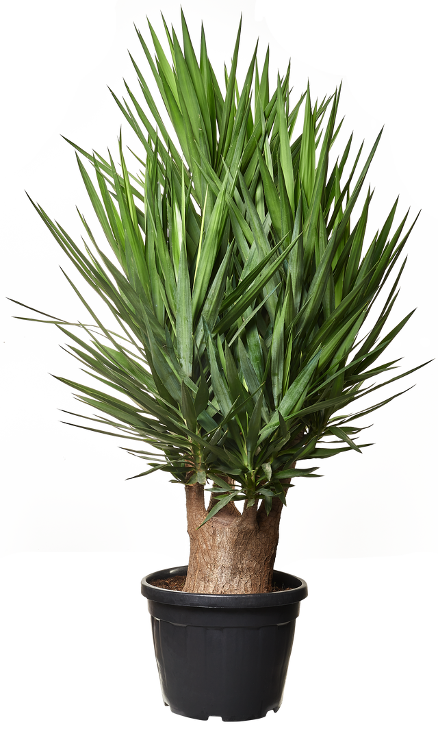 Juka - rośliny doniczkowe do wnętrz w różnych rozmiarach