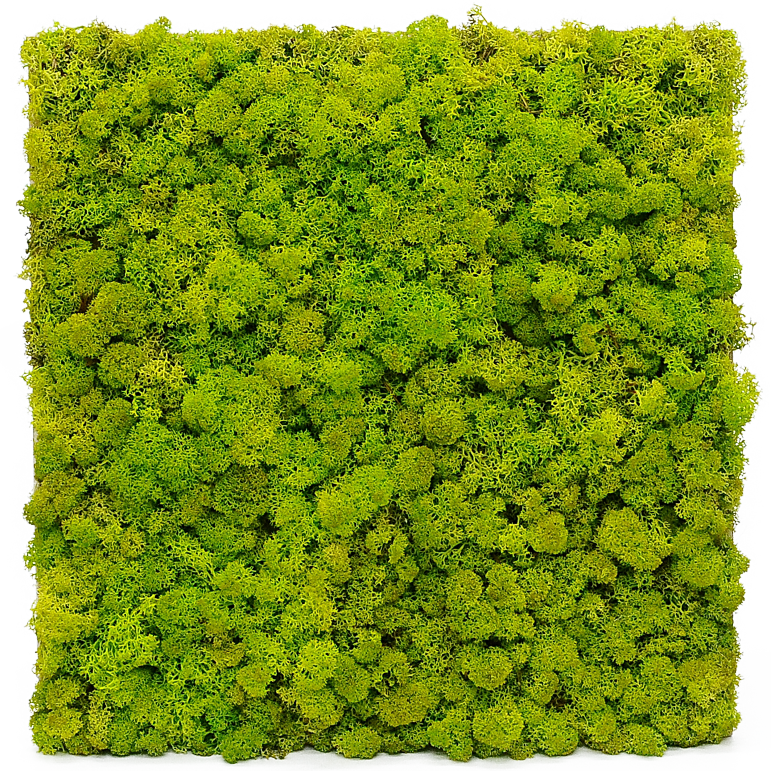 Obraz z mchu 26x26 cm chrobotek reniferowy jasnozielony - Leroy Merlin