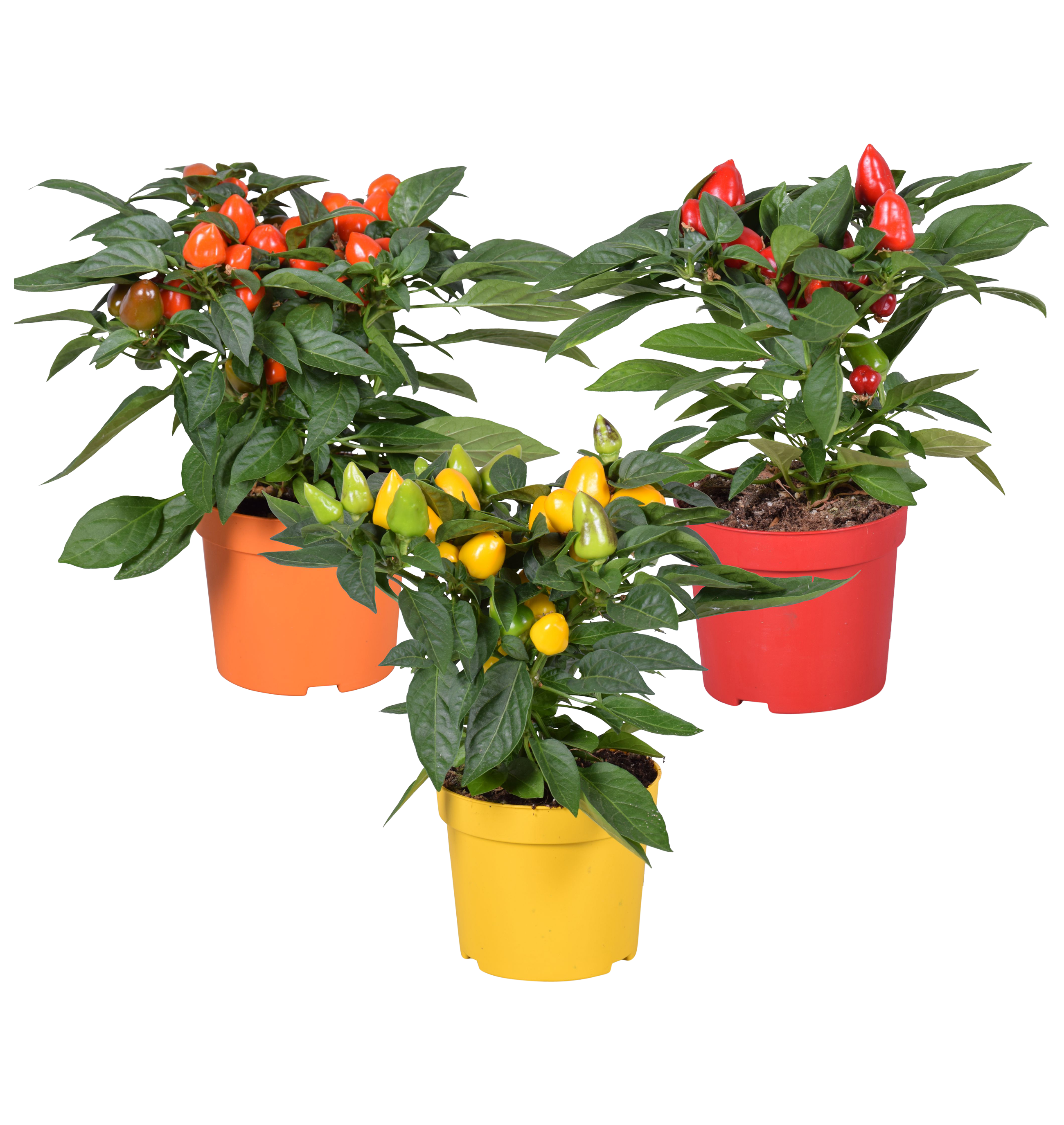 Papryka roczna Samba mix 12-18cm - Leroy Merlin