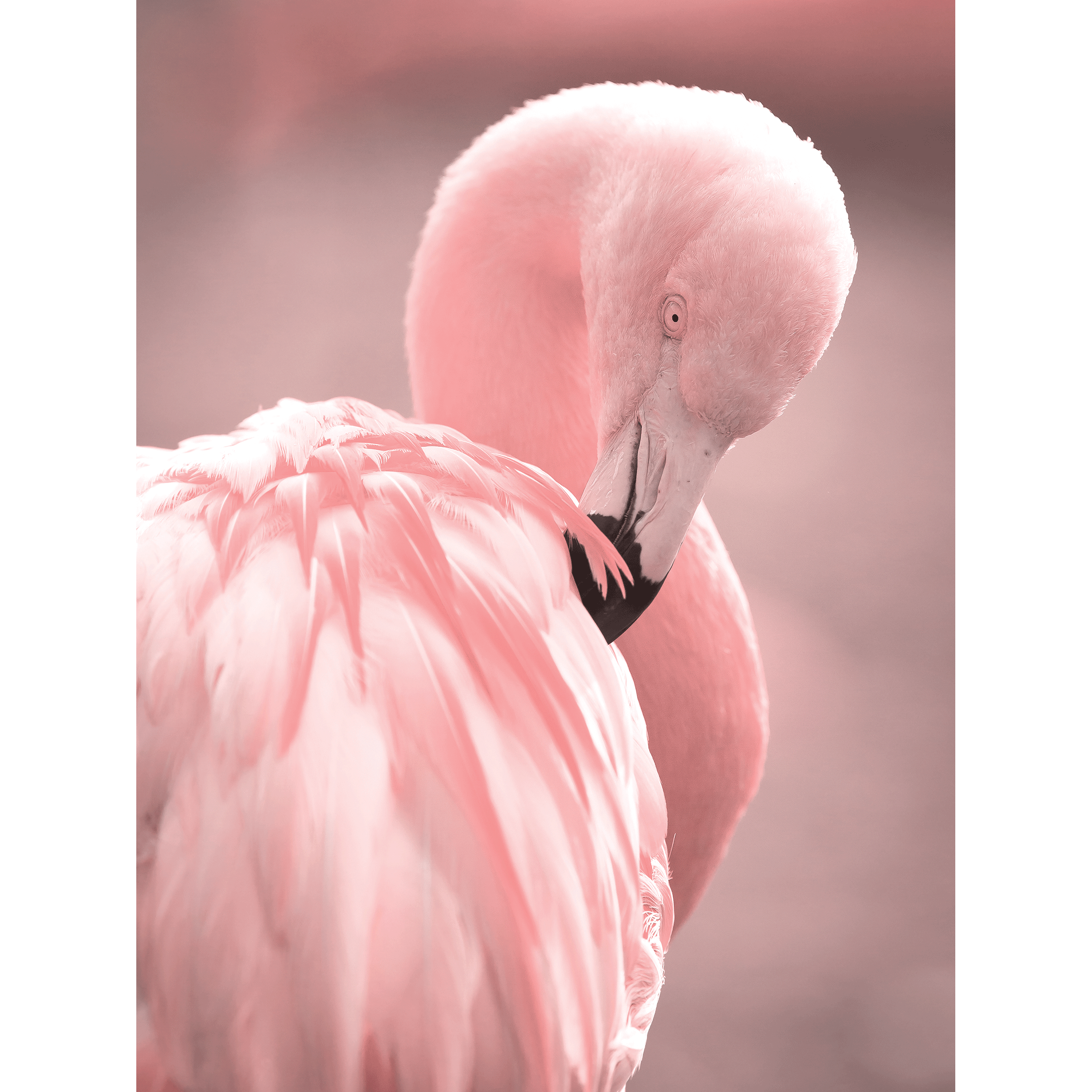 Plakat Flaming 30 x 40 cm - Leroy Merlin