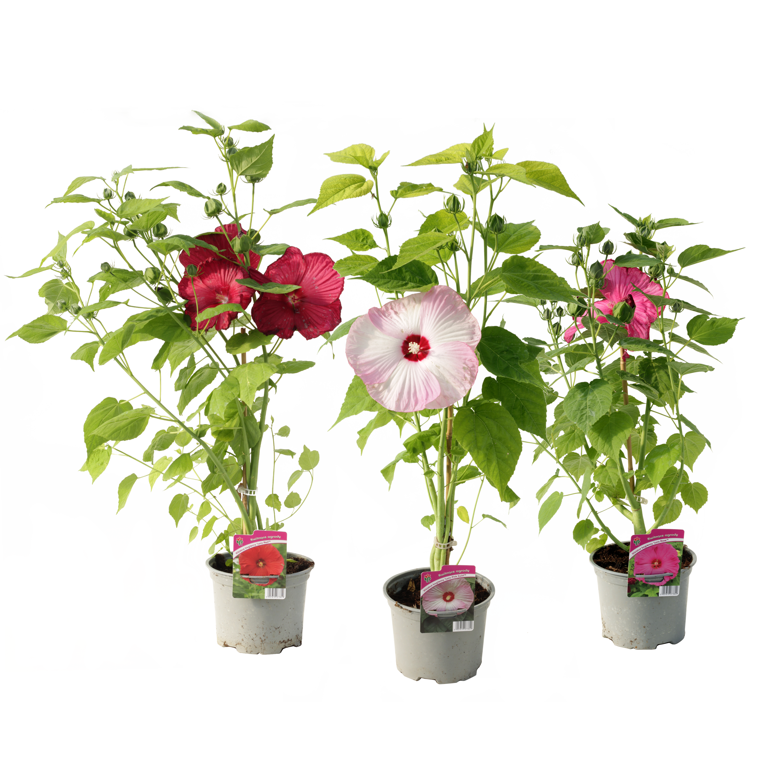 Dunger Fur Hibiskus