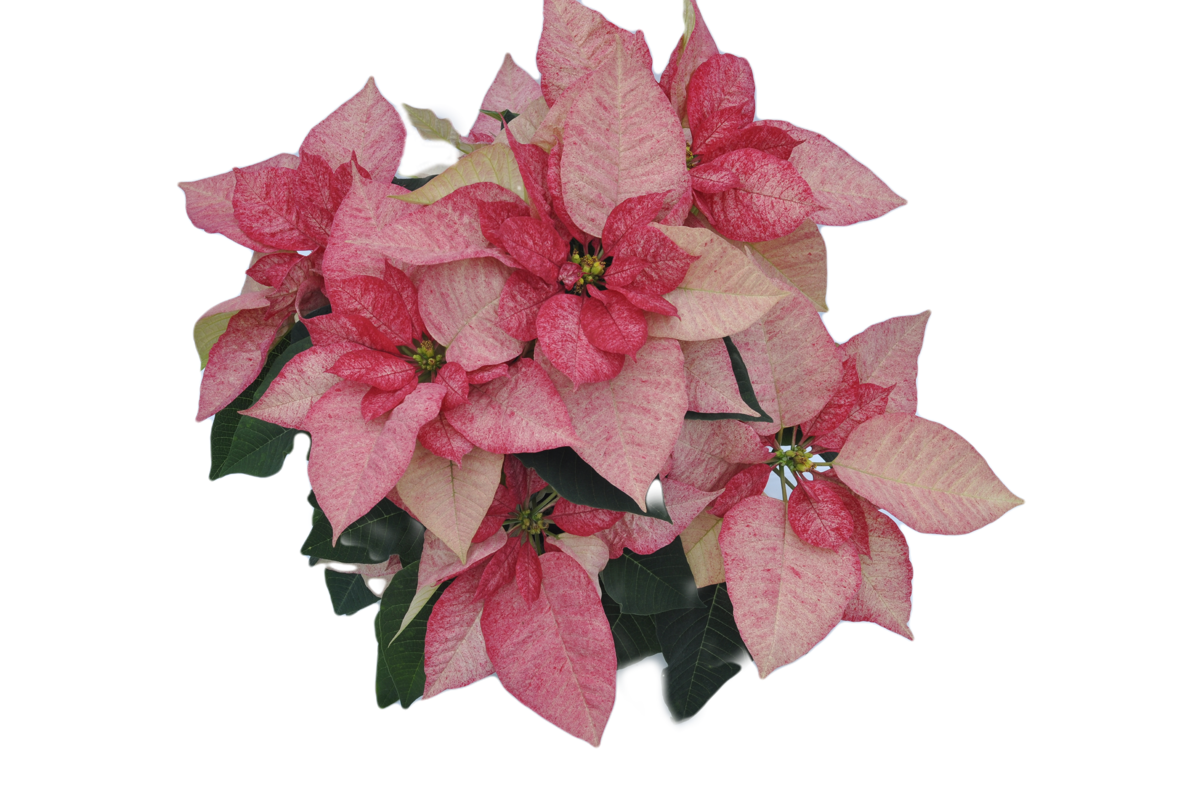 Poinsecja różowa 'Picasso' 30 cm gwiazda betlejemska - Leroy Merlin