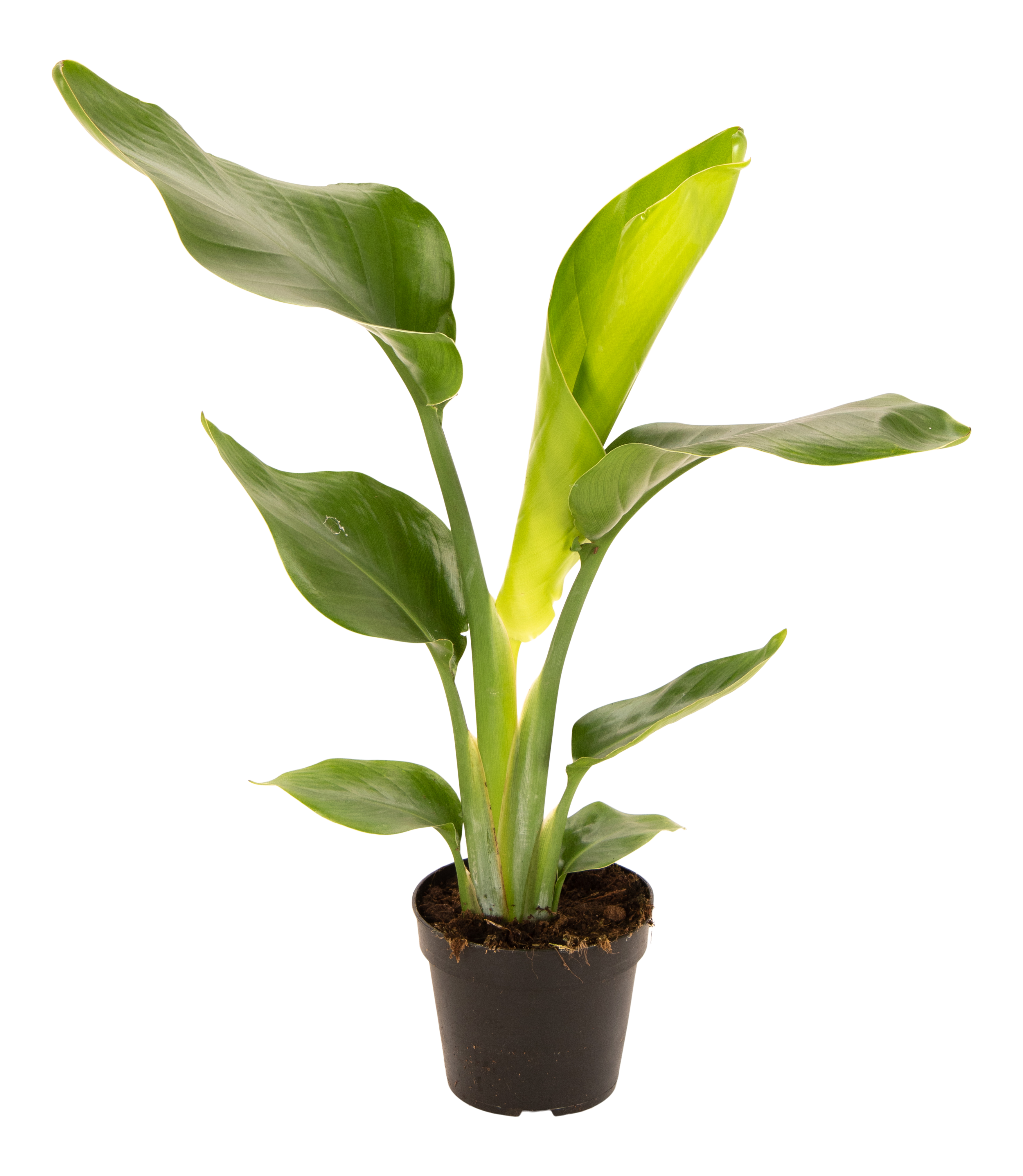 Strelicja biała Strelitzia nicolai Rajski Ptak 50-60 cm - Leroy Merlin