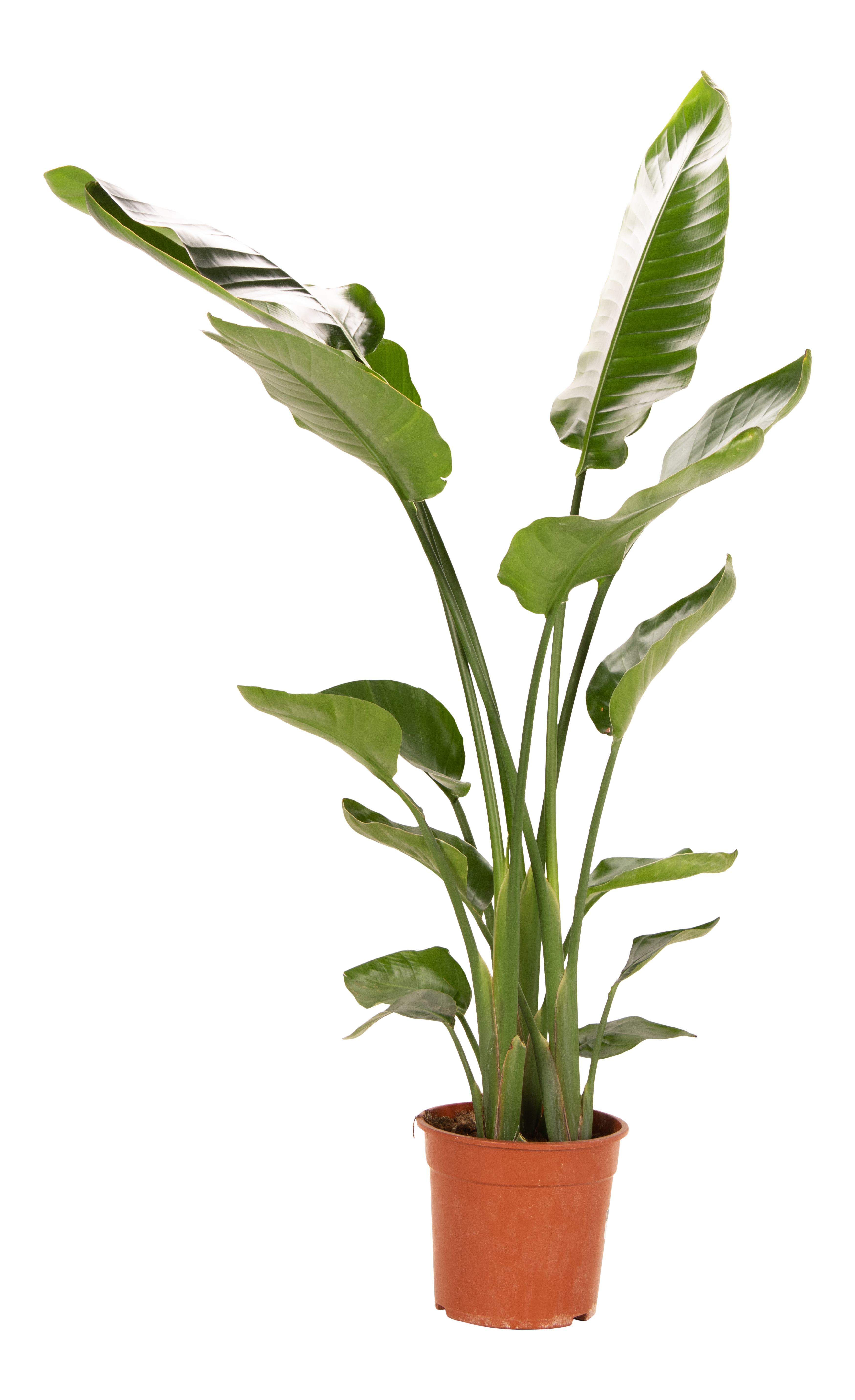 Strelicja biała Strelitzia nicolai Rajski Ptak 140-160 cm - Leroy Merlin