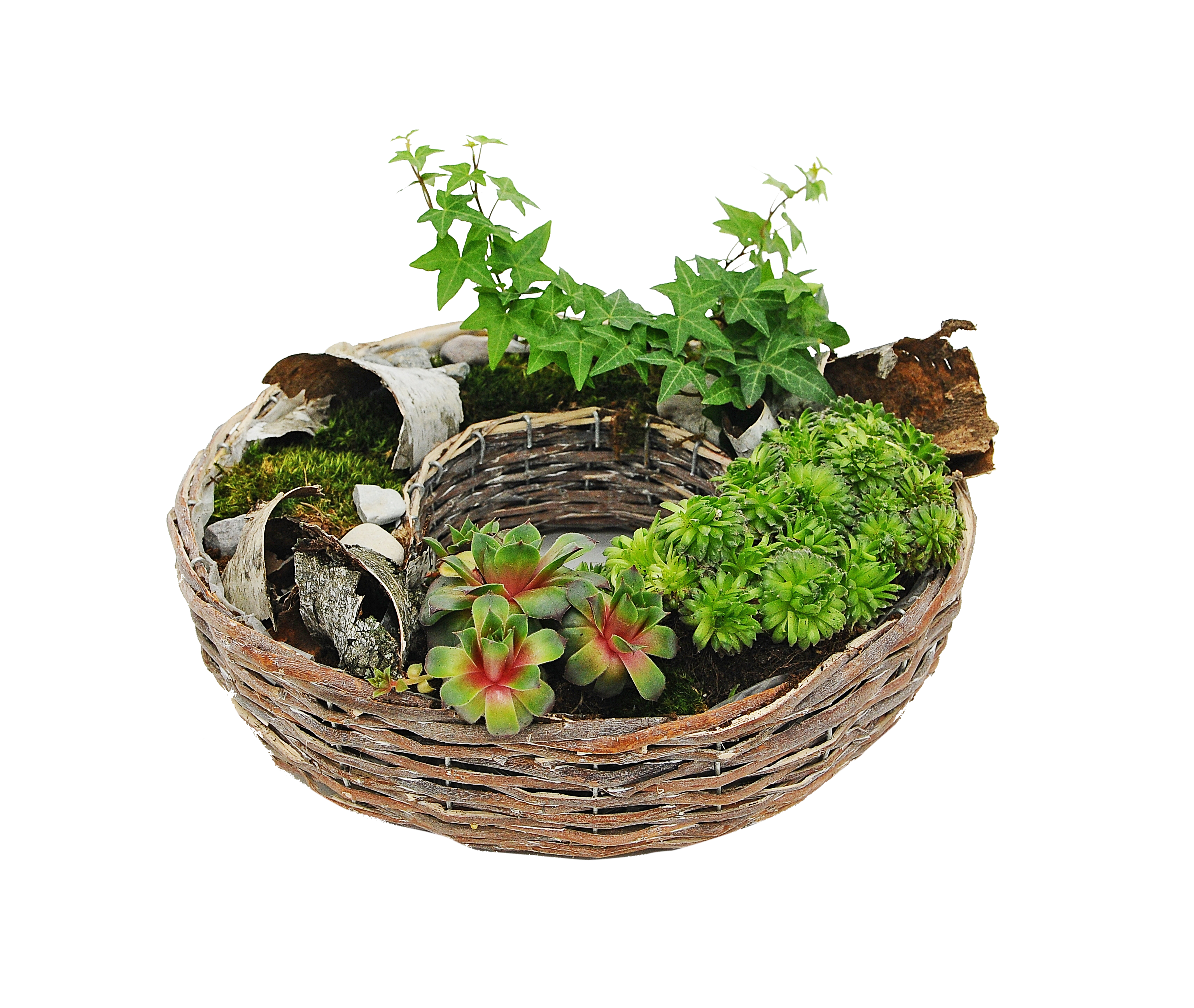 Rośliny mix w wianku wiklinowym 35x15 cm - Leroy Merlin