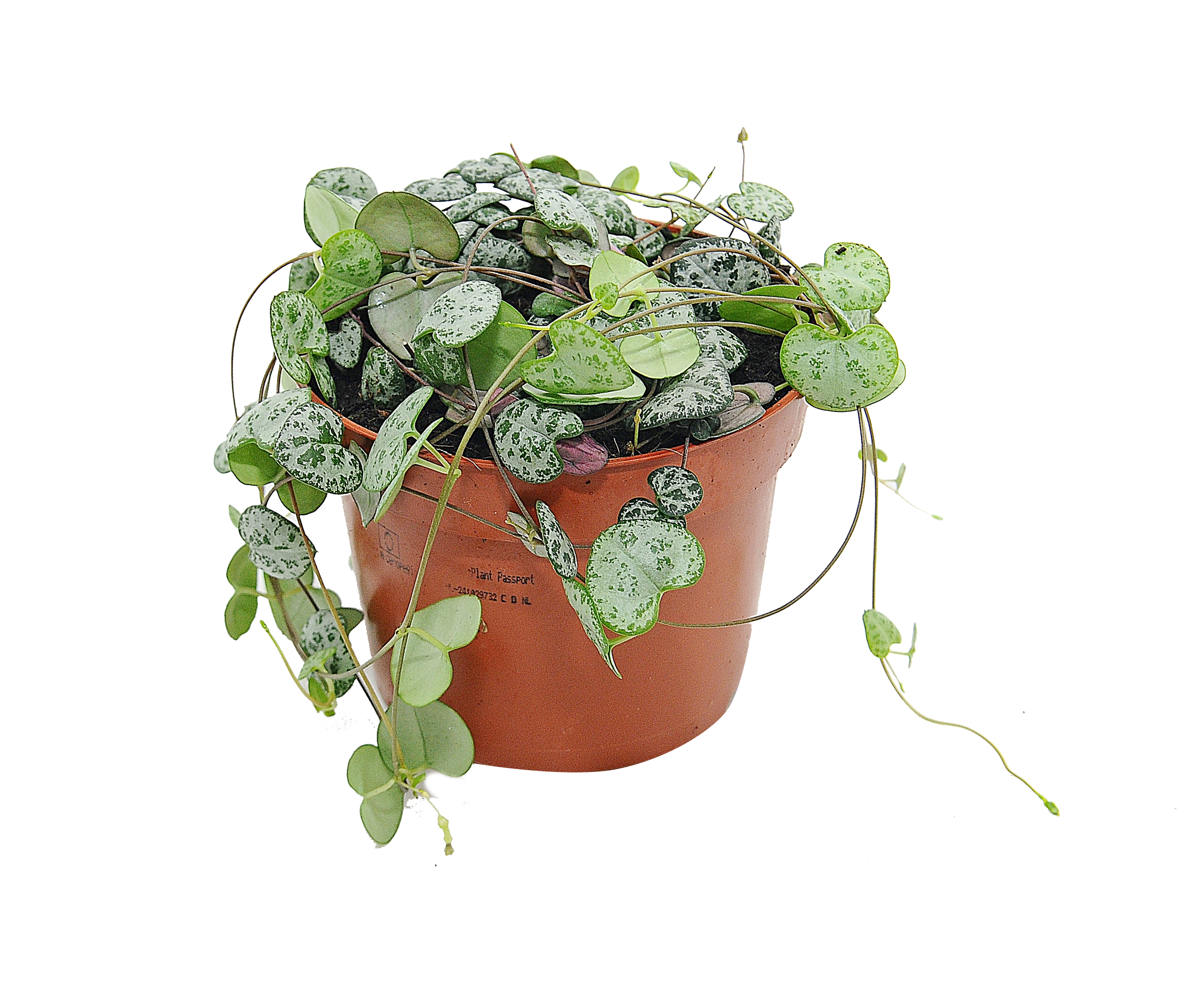 Ceropegia Woodii Sznur serc 12 cm - Leroy Merlin