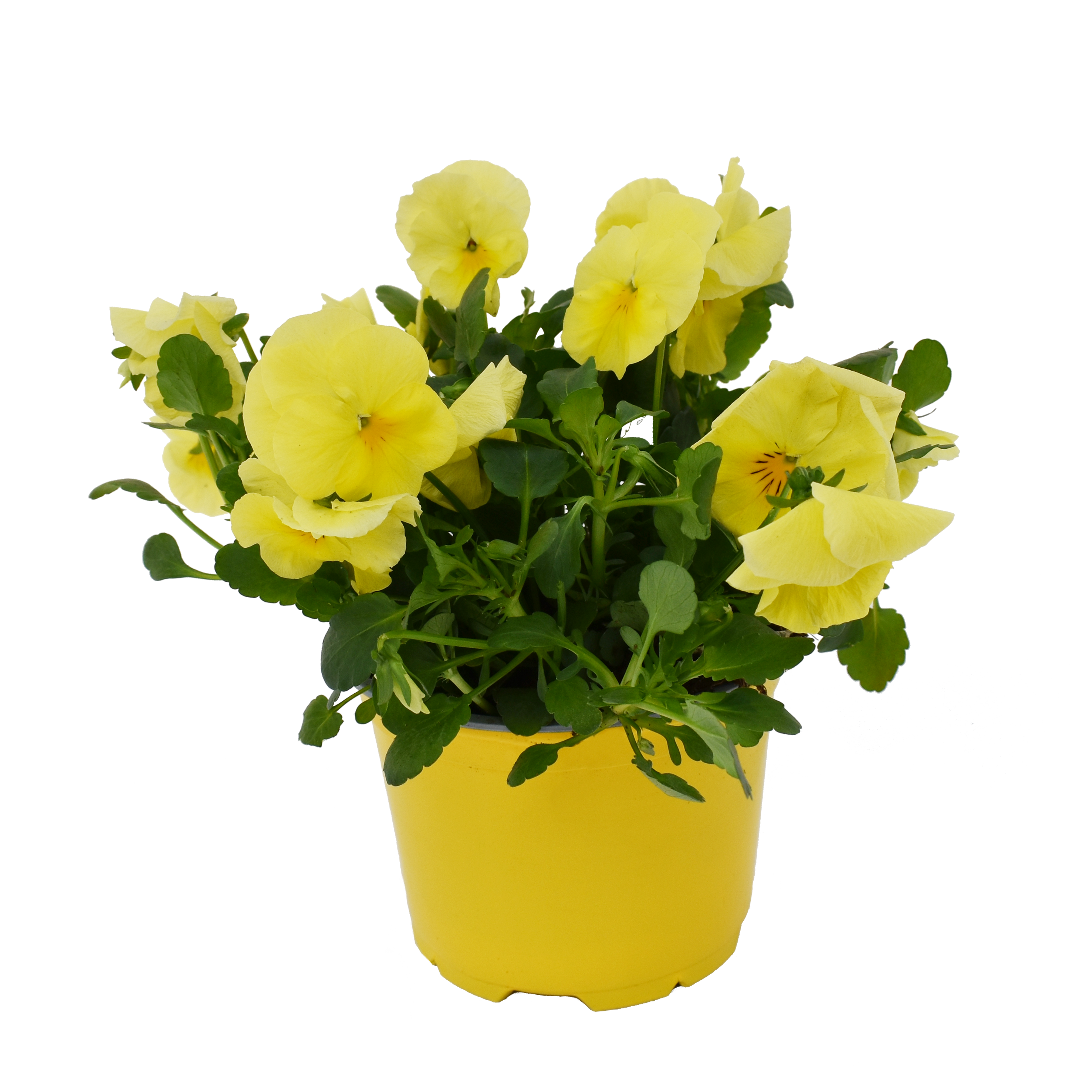 Bratek Cool Wave 20 cm wiszący - Leroy Merlin