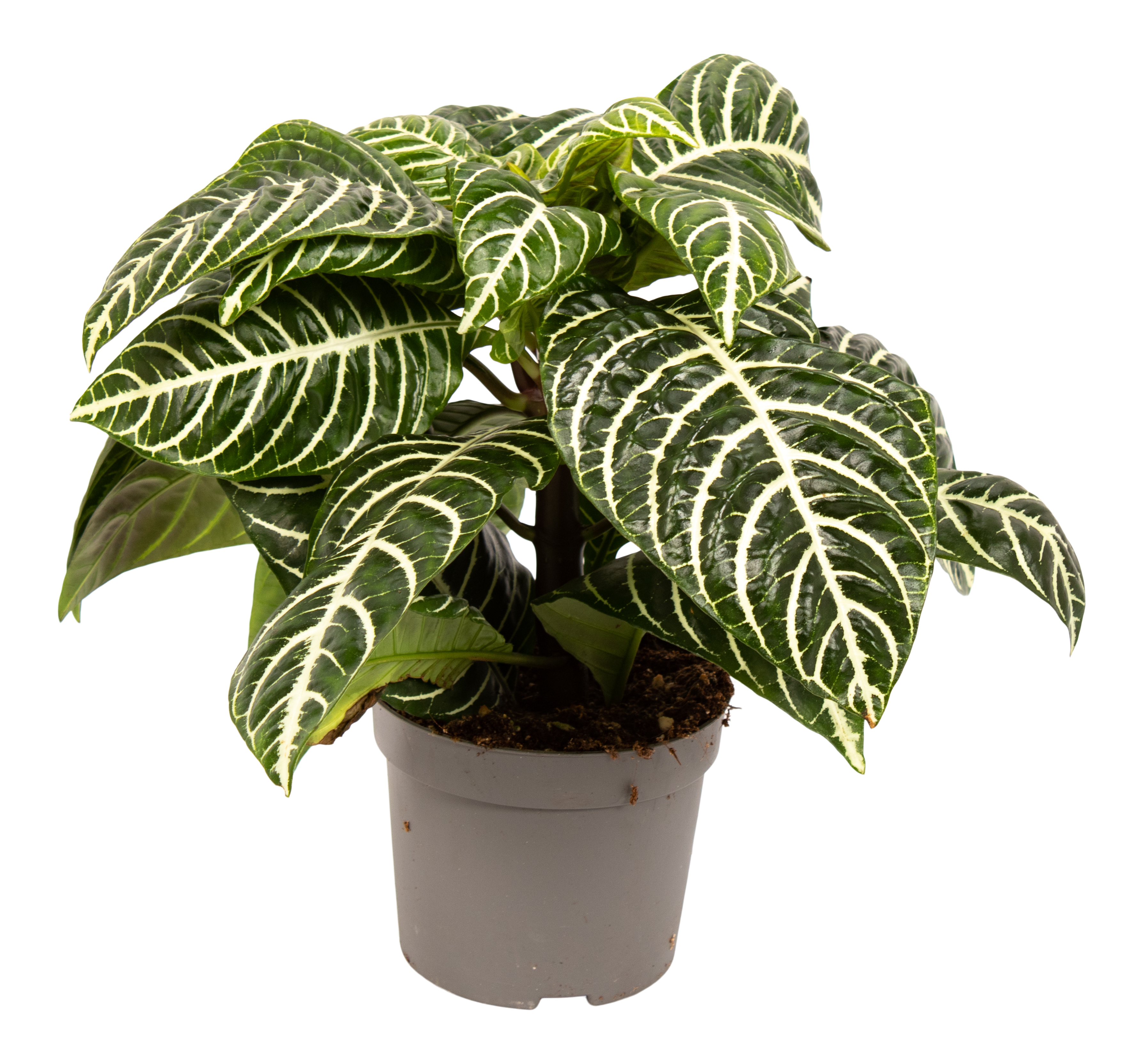 Afelandra Squarrosa Botan 30 cm - Leroy Merlin