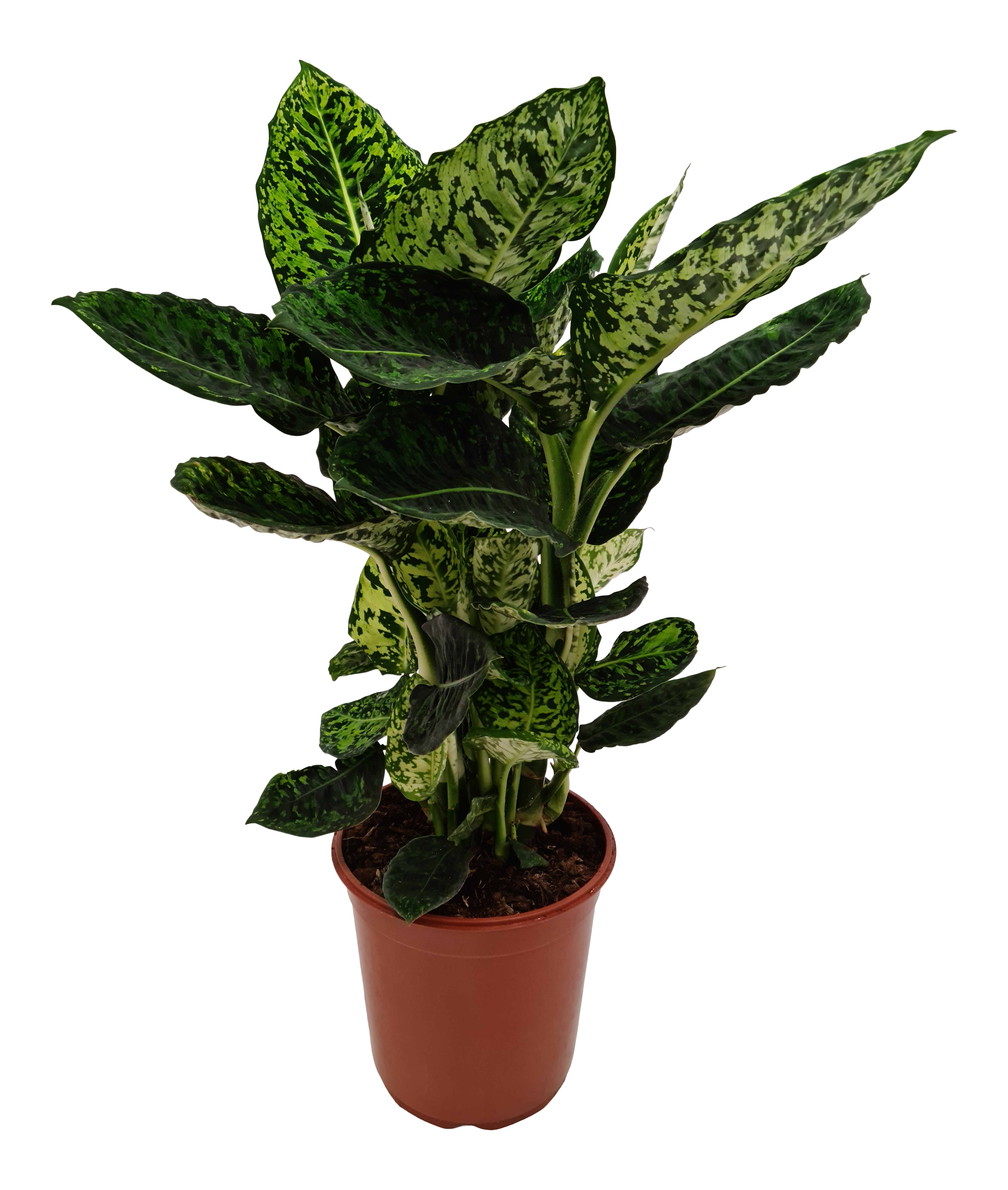 Difenbachia Reflector 90 cm - Leroy Merlin