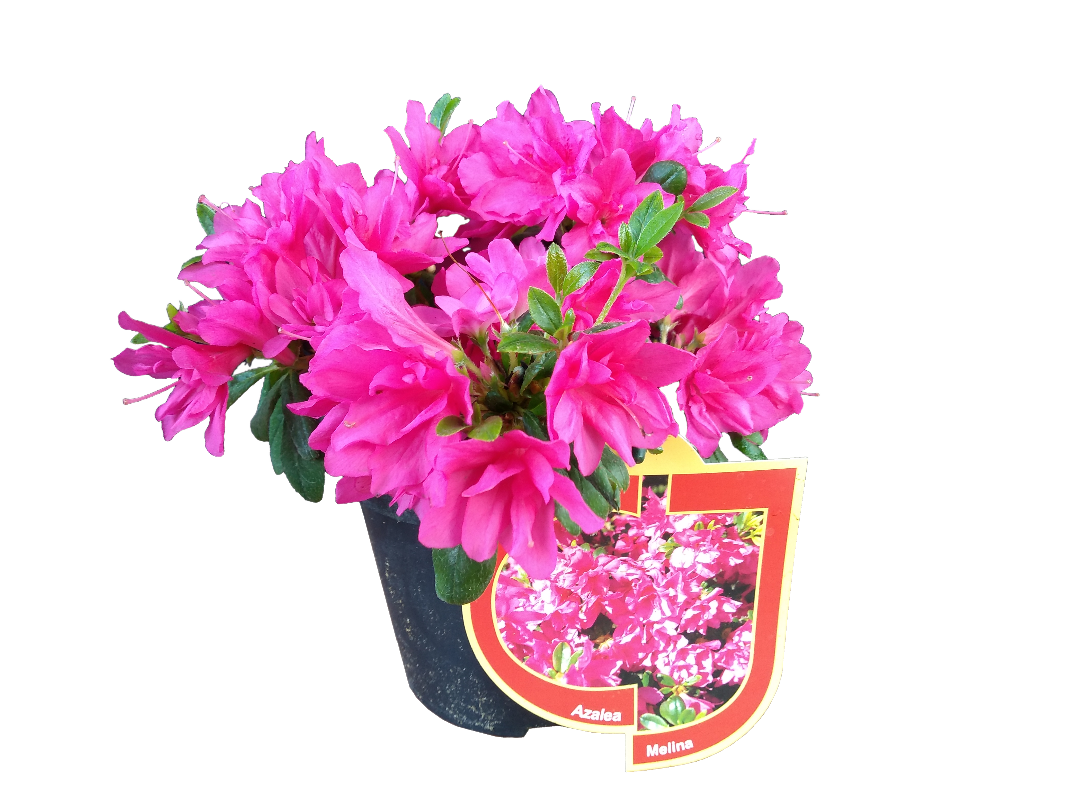Azalia wielkokwiatowa Azalia ogrodowa 15 do 20 cm - Leroy Merlin