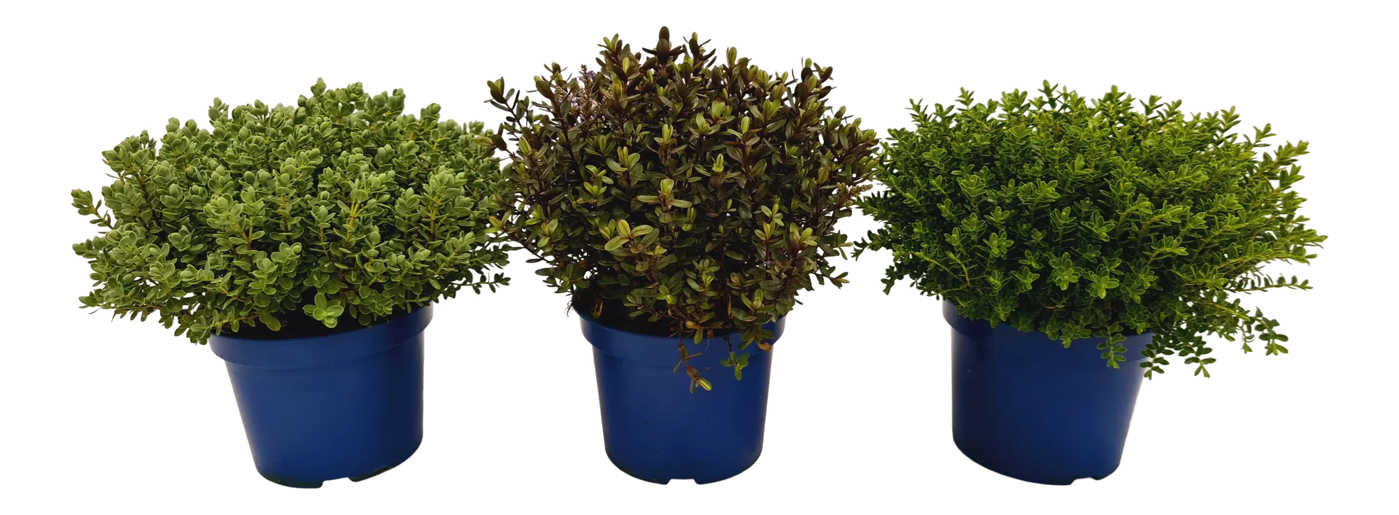 Hebe Green Boys mix XXL 30 cm - Leroy Merlin