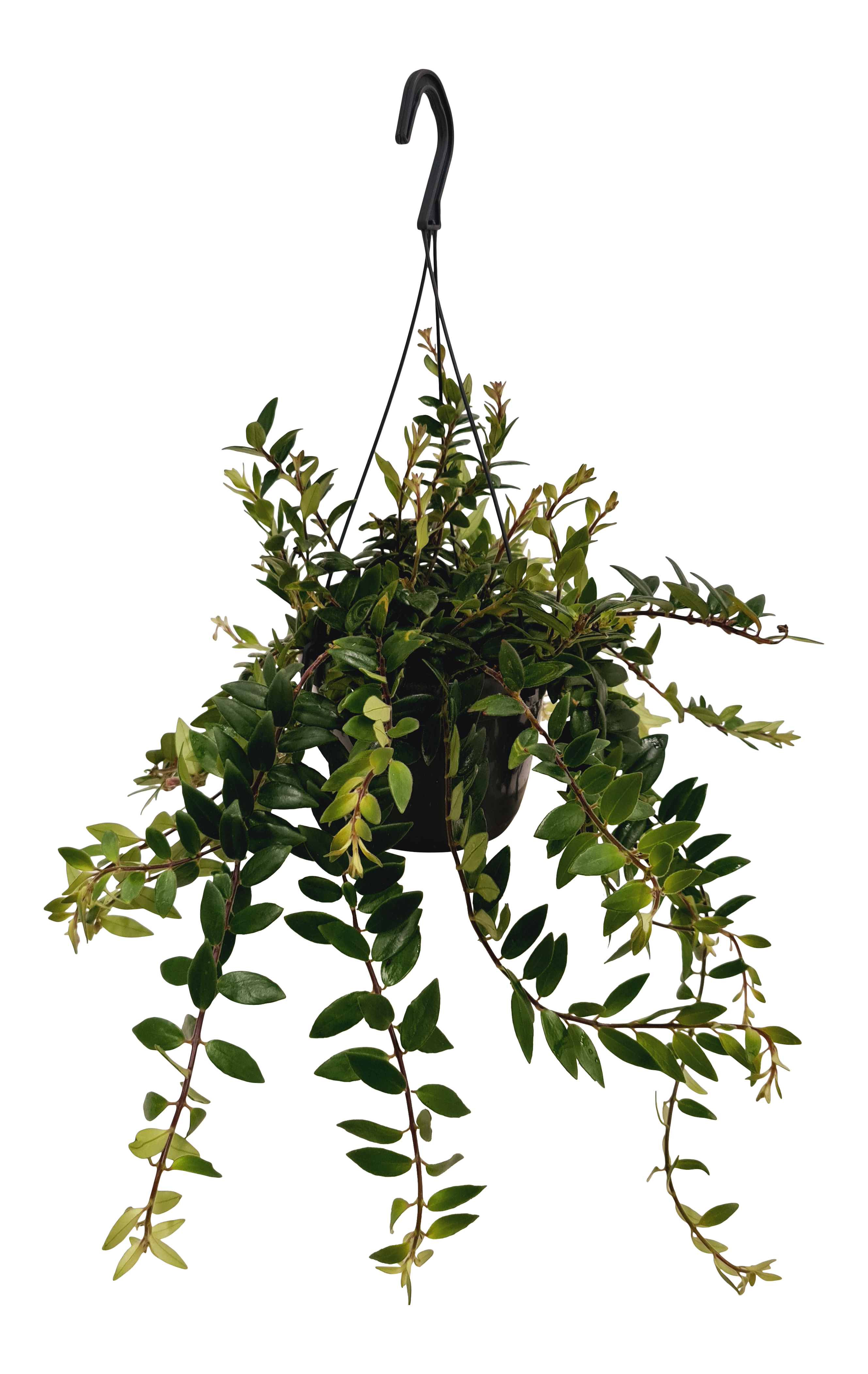 Eszynantus Carolina 40 cm - Leroy Merlin