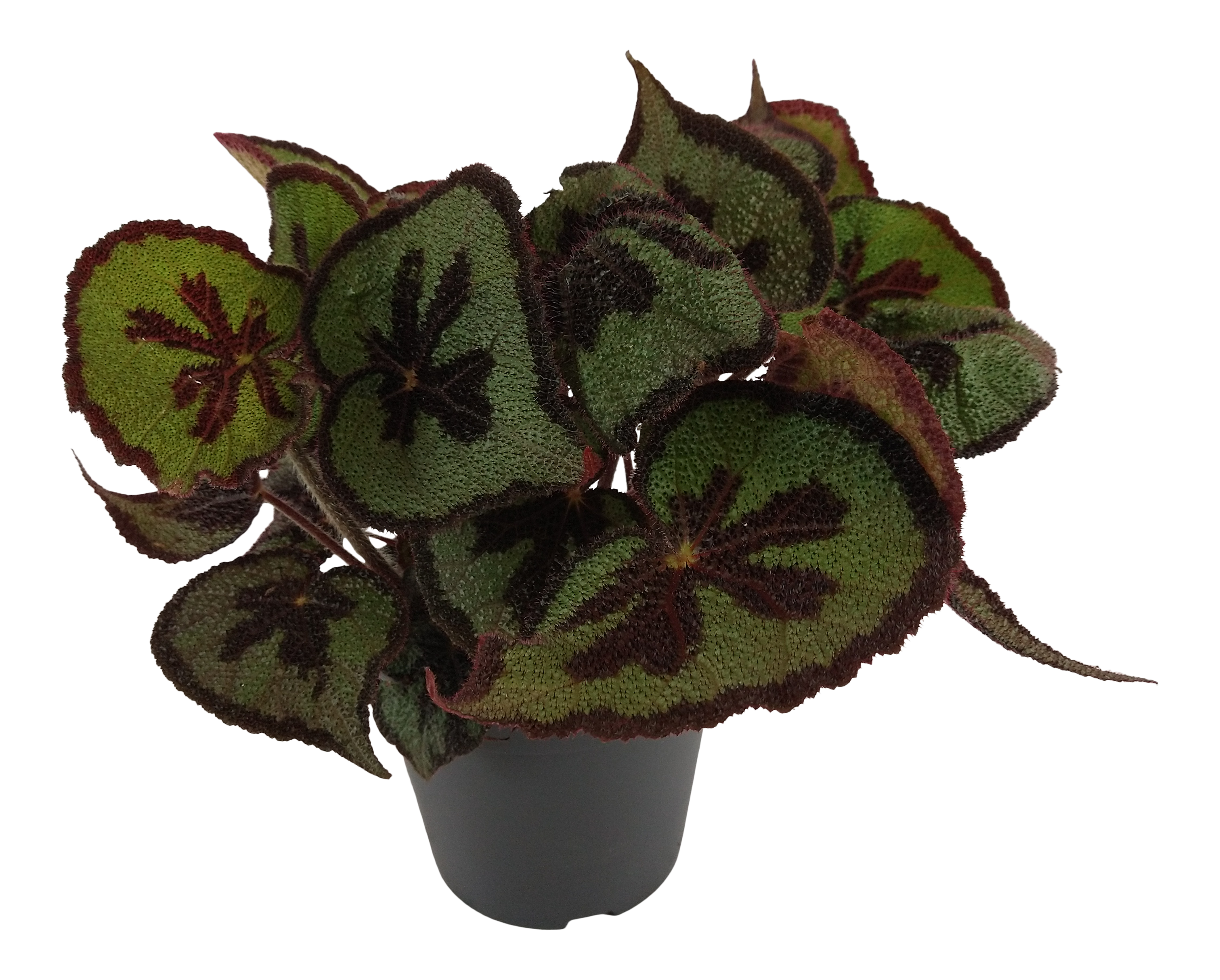 Begonia Masonia Moutain 35cm - Leroy Merlin