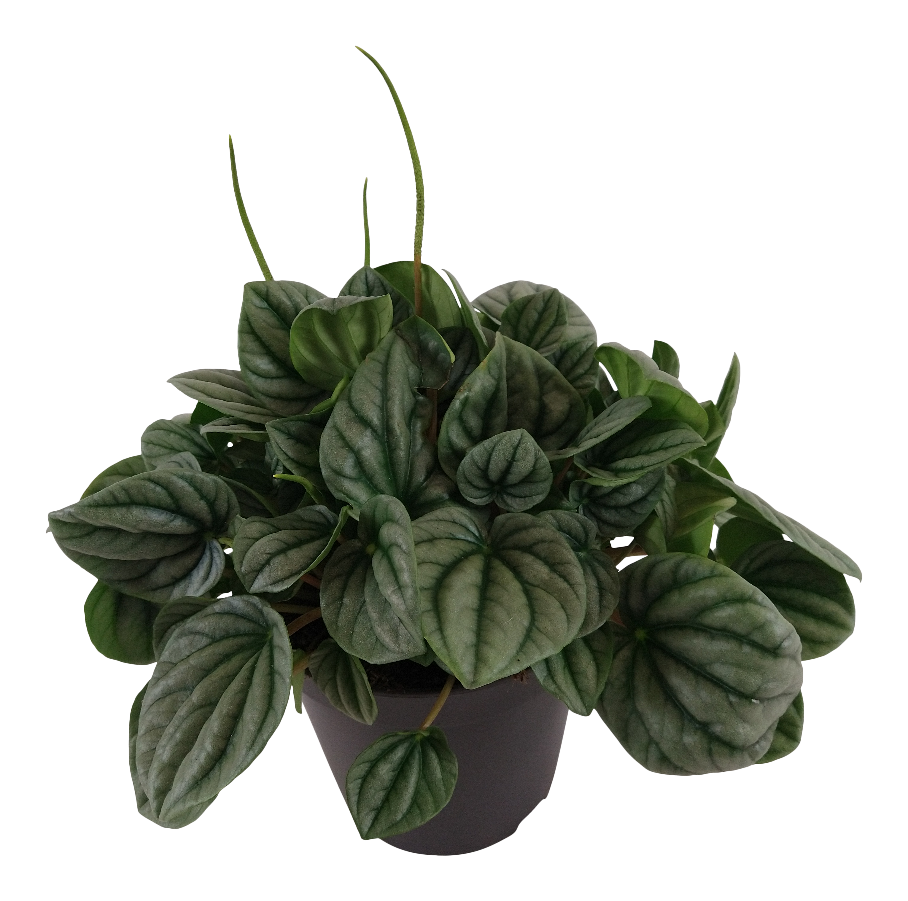 Peperomia Moonlight 35 cm - Leroy Merlin