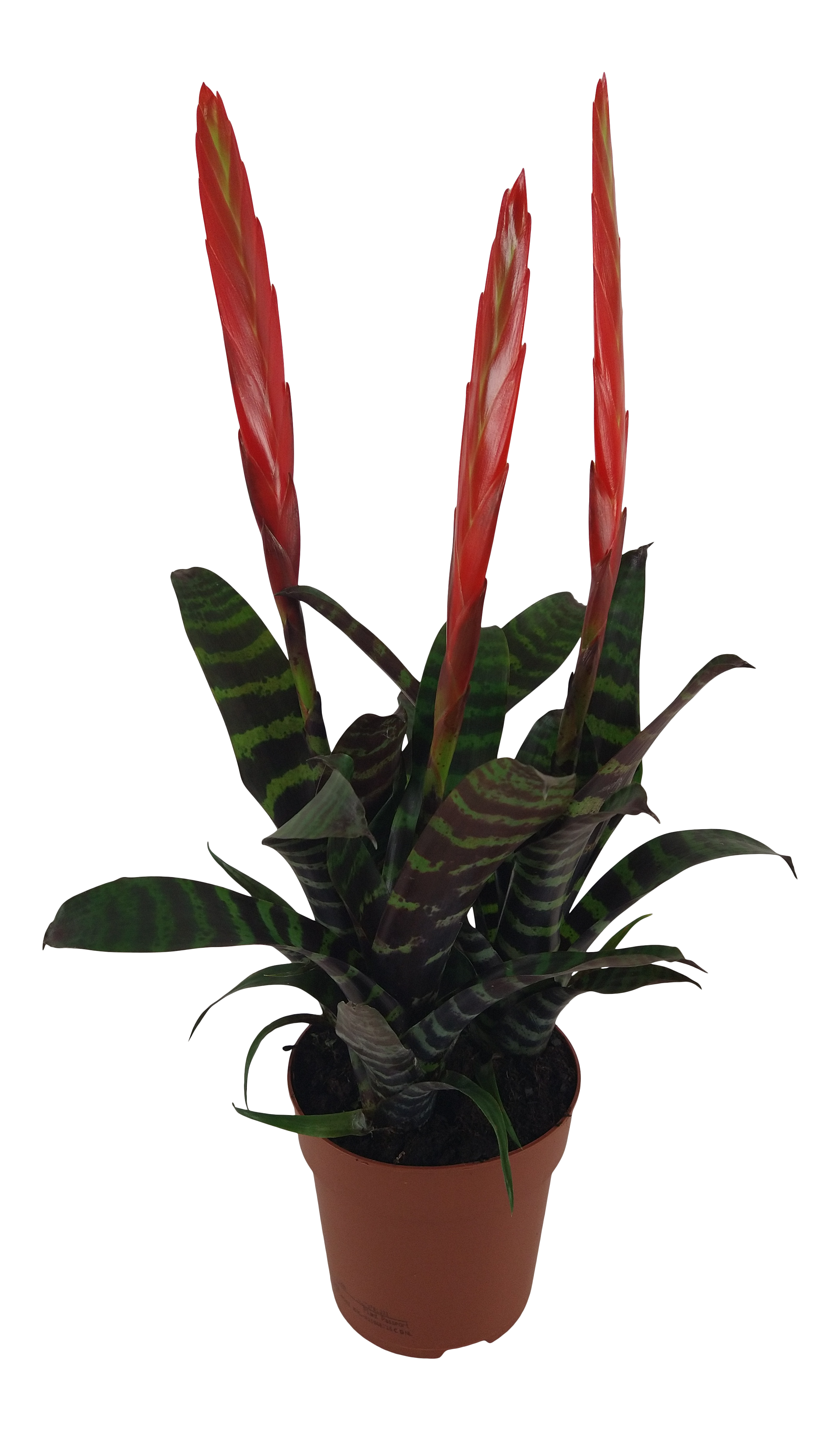 Frizea lśniąca Vriesea Era Toef 50cm - Leroy Merlin