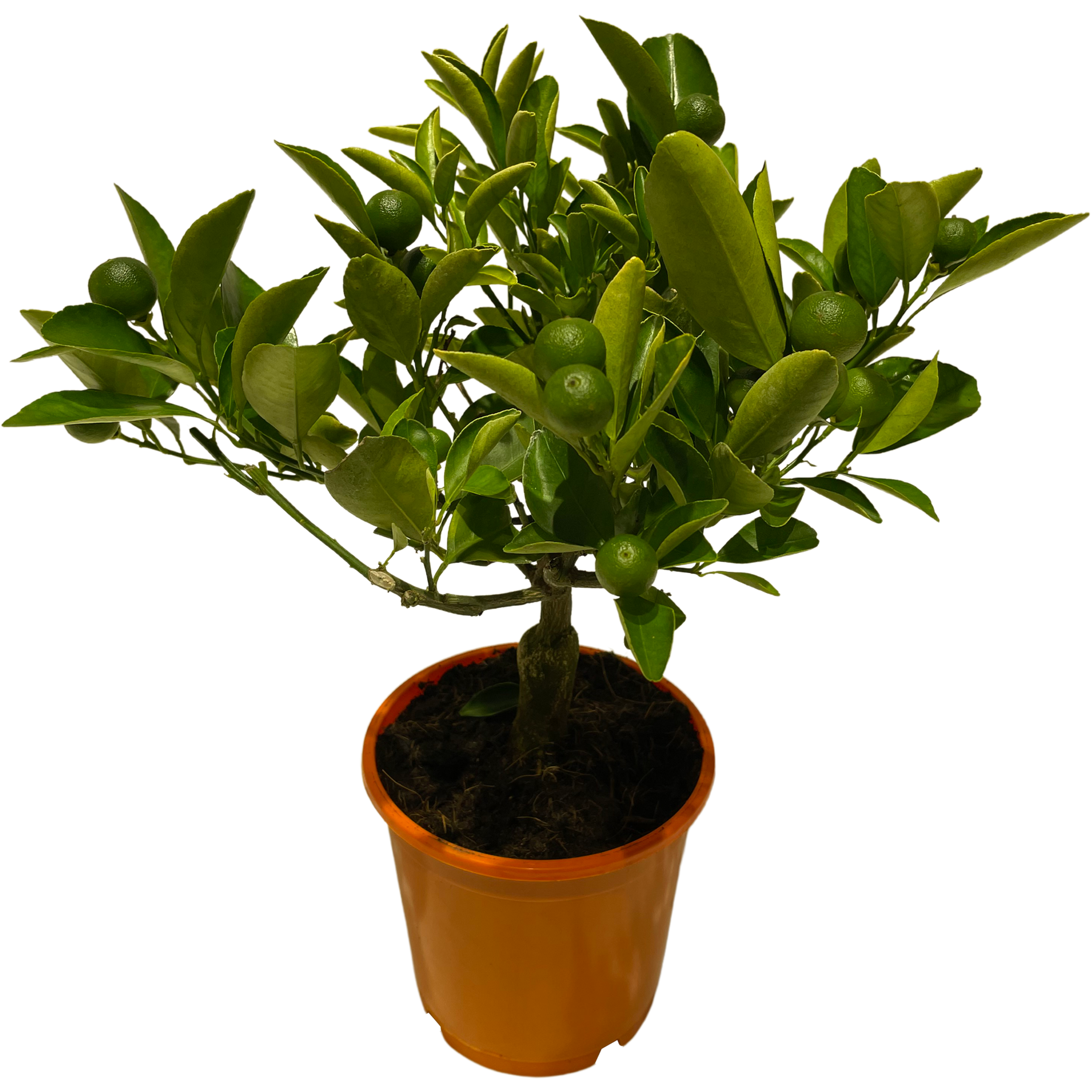 Cytrus Kalamondyna mix 30-35 cm - Leroy Merlin