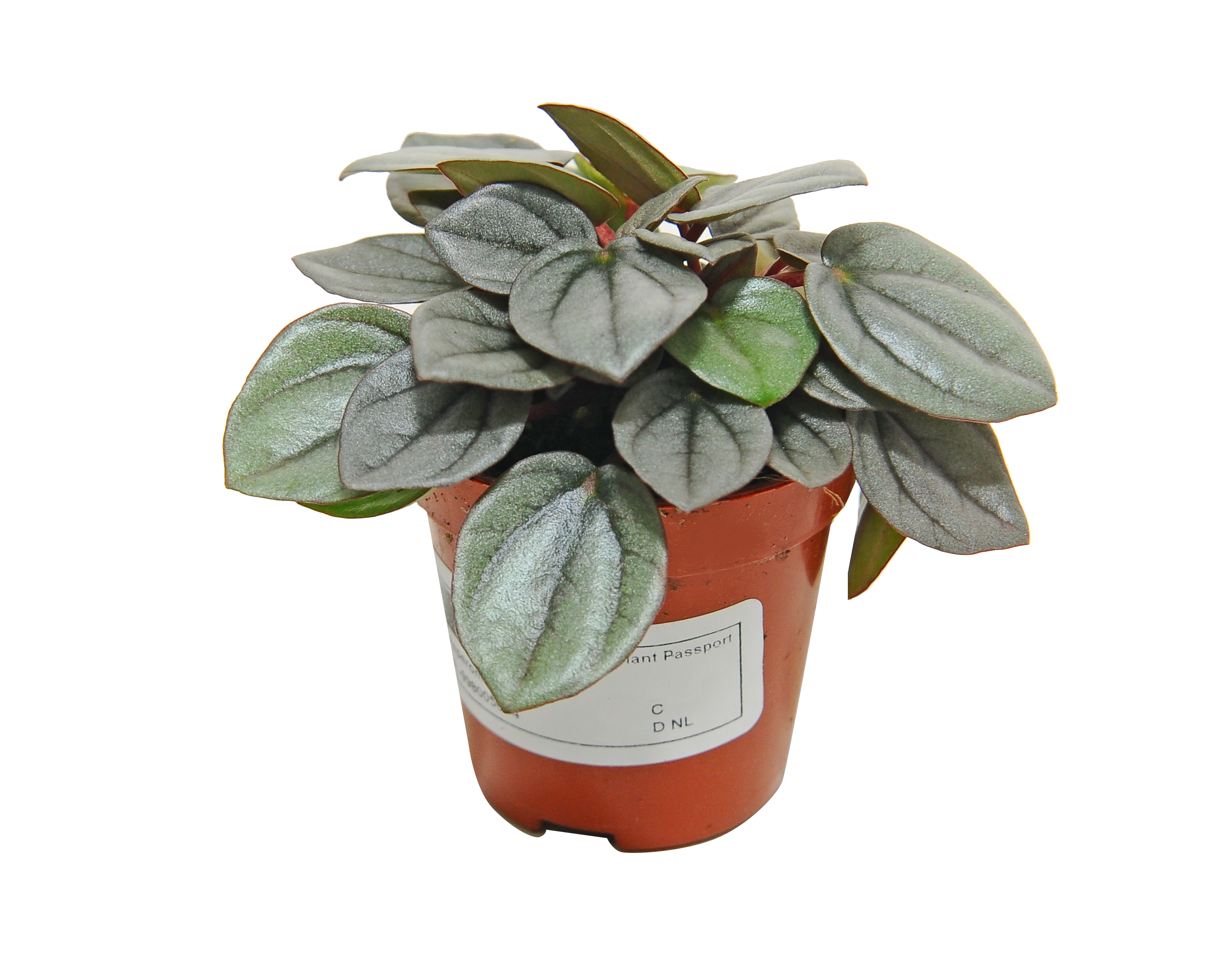 Peperomia Milano mix 10 cm - Leroy Merlin