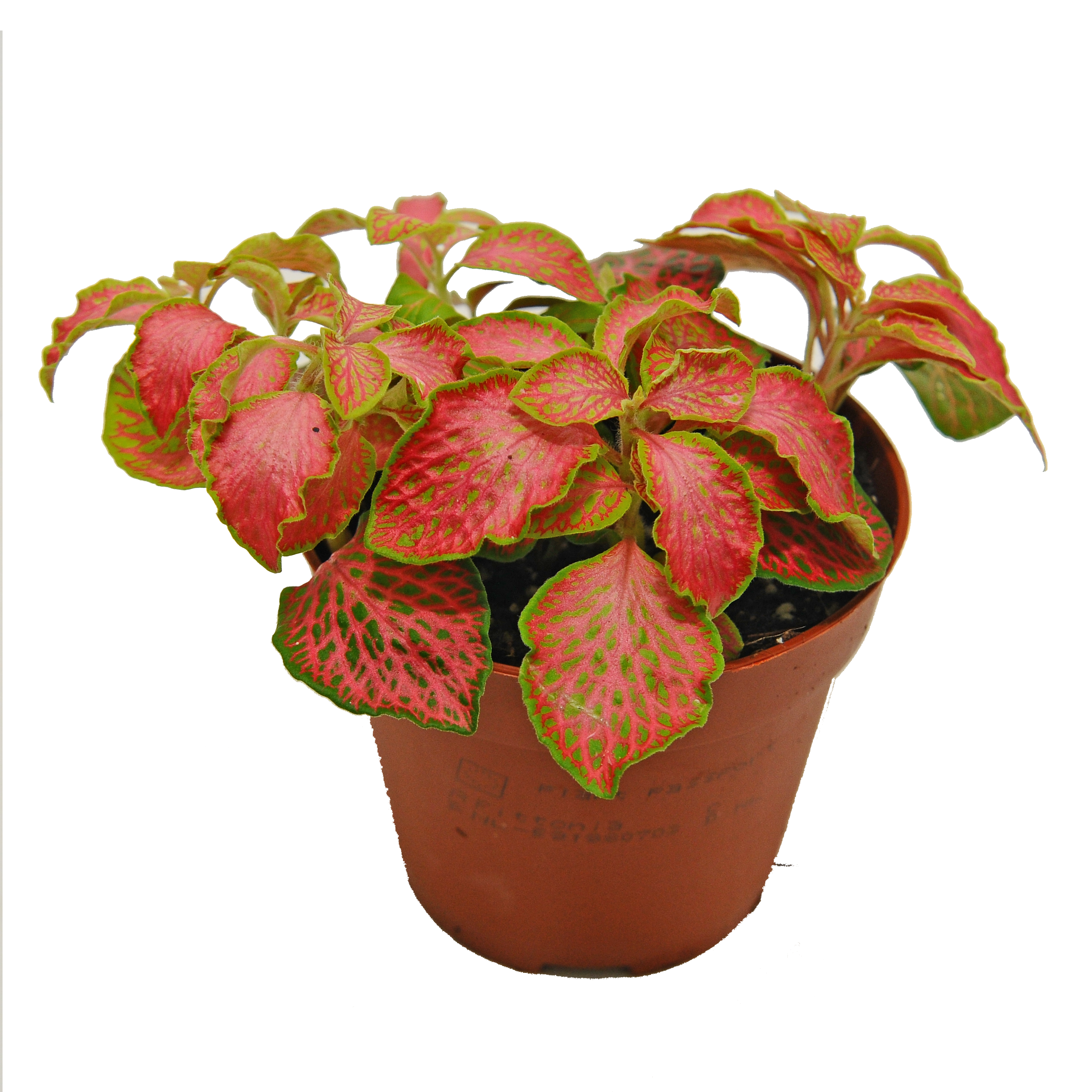 Fittonia Pink Forest Flame 10 cm - Leroy Merlin