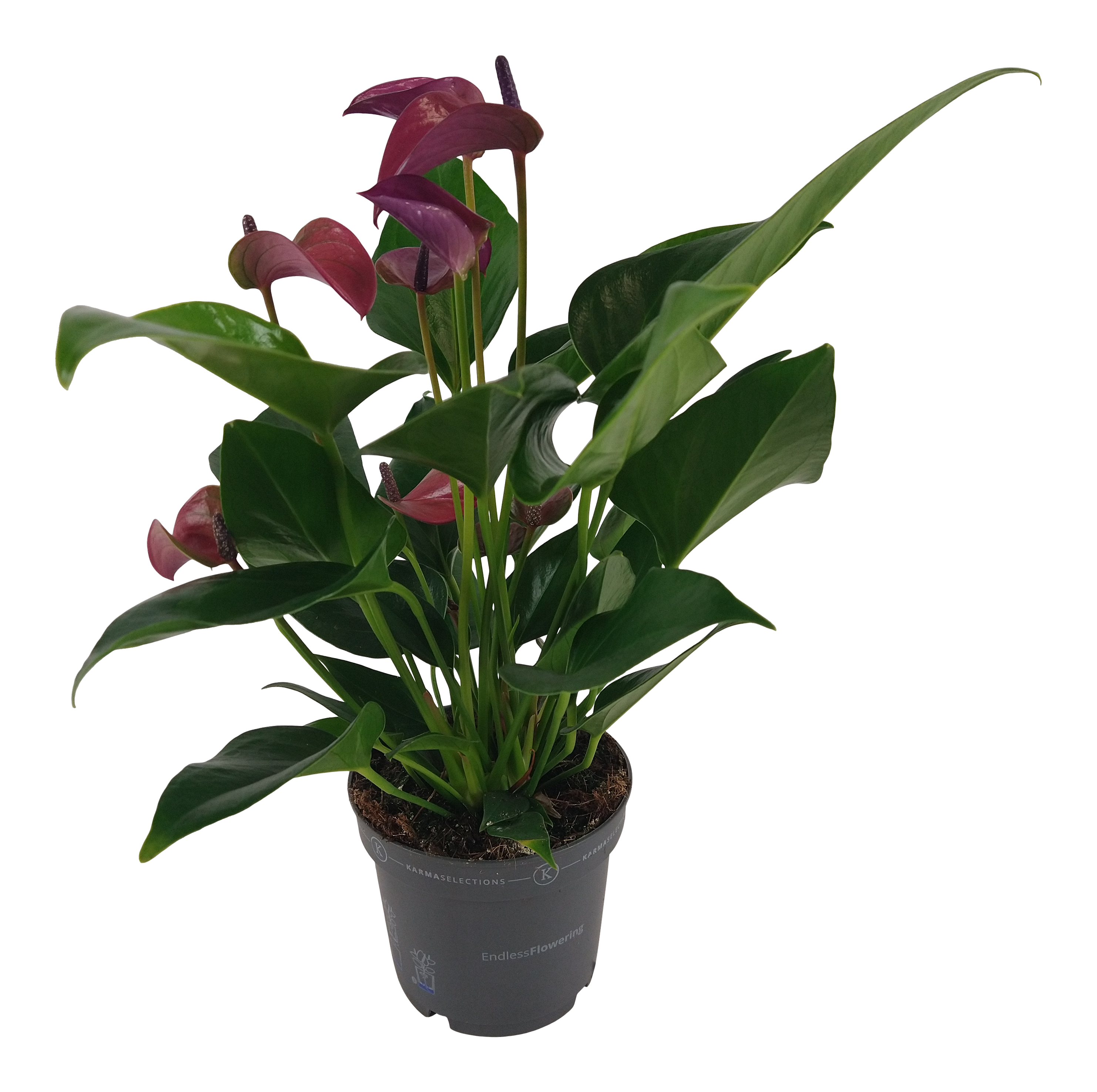 Anturium Purple 35 cm - Leroy Merlin
