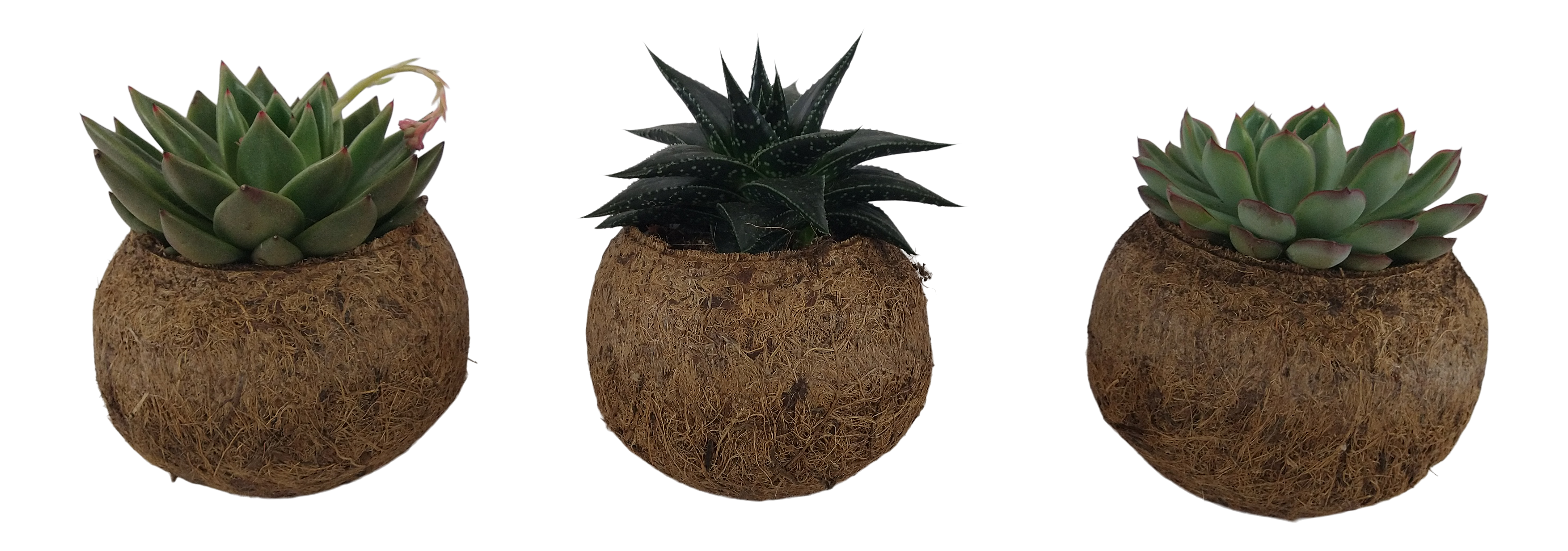 Sukulenty Koko mix 10 cm - Leroy Merlin