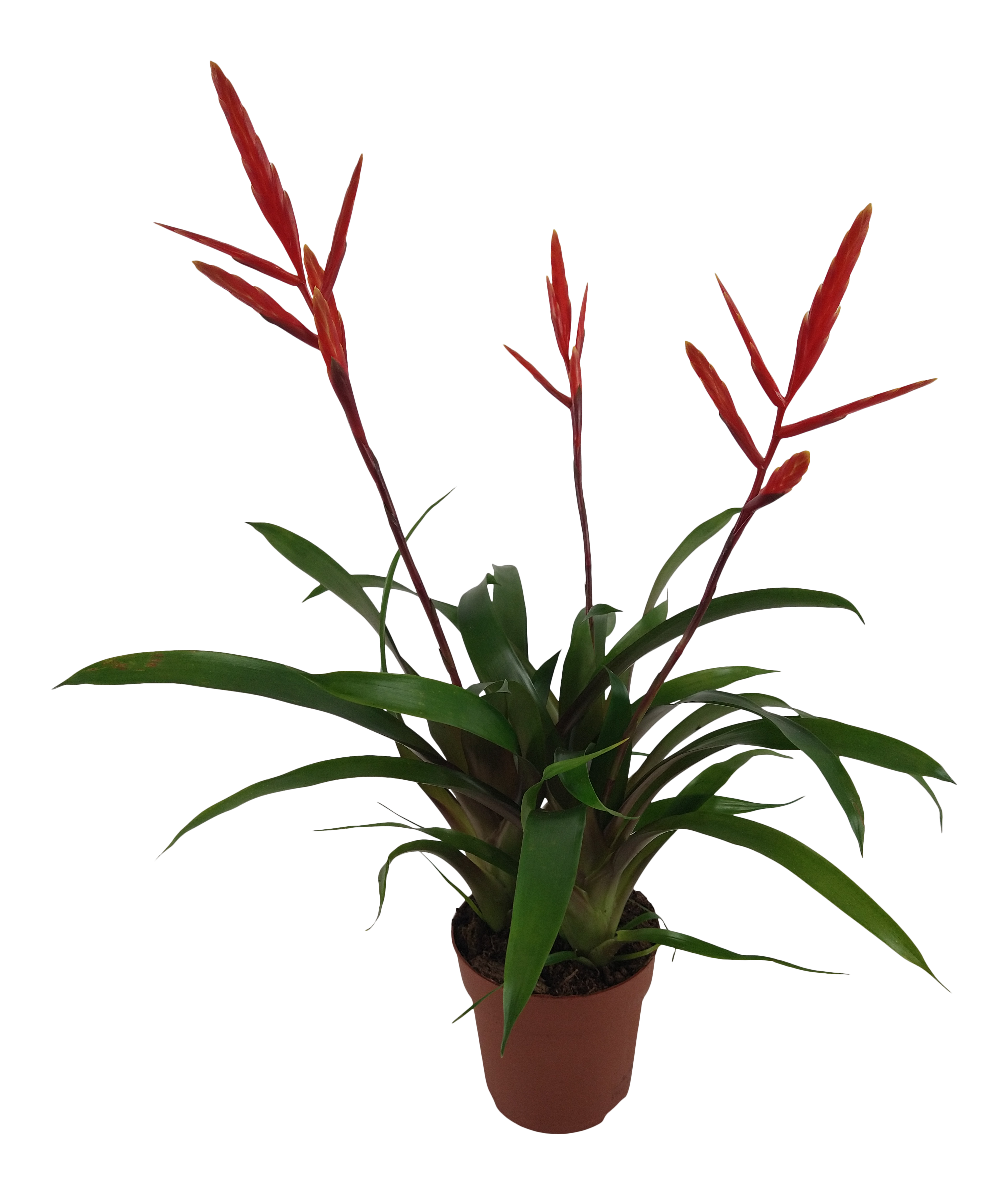 Frizea lśniąca Elan Toef Epic 6 cm - Leroy Merlin