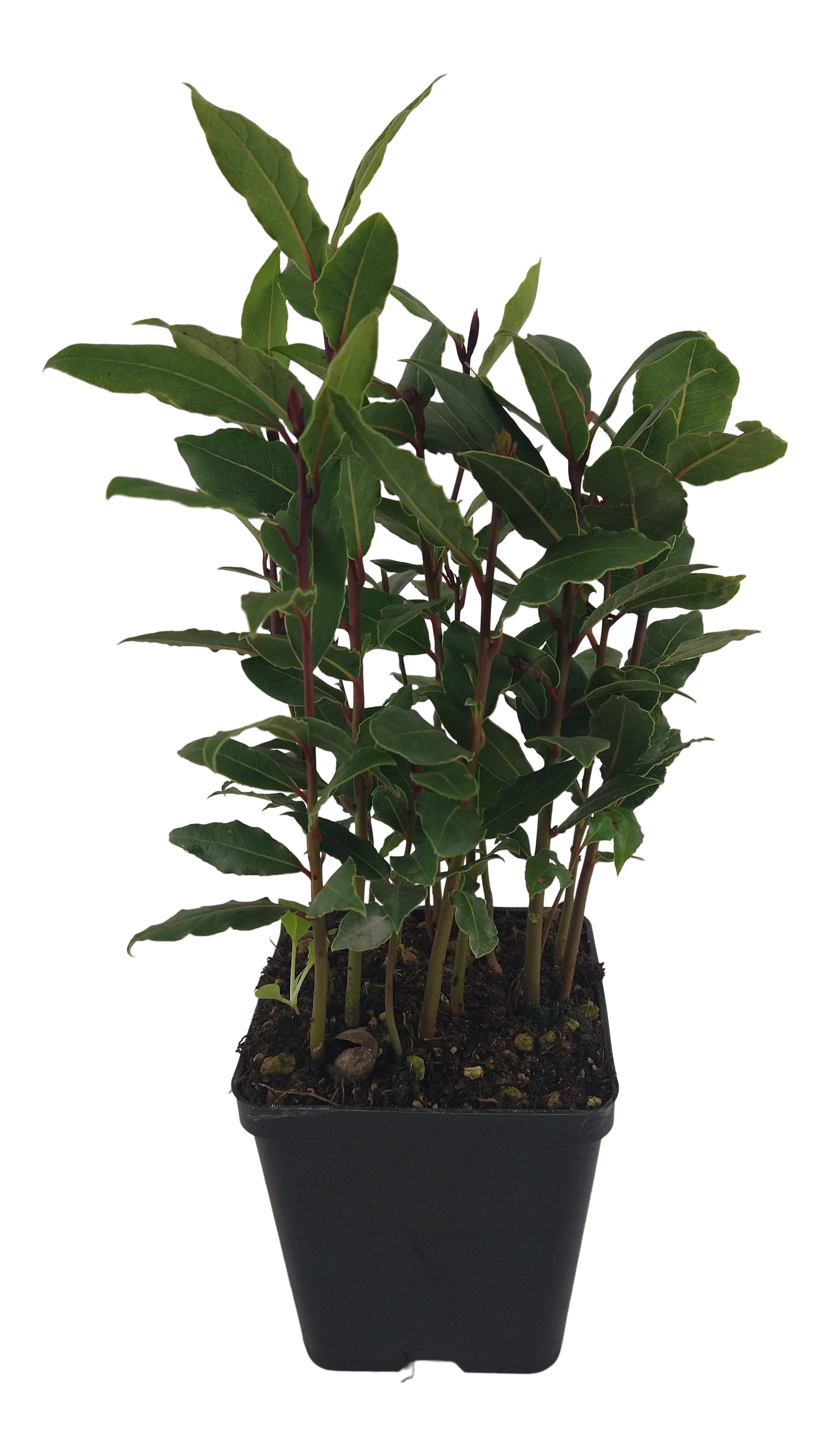 Wawrzyn szlachetny 20 cm - Leroy Merlin