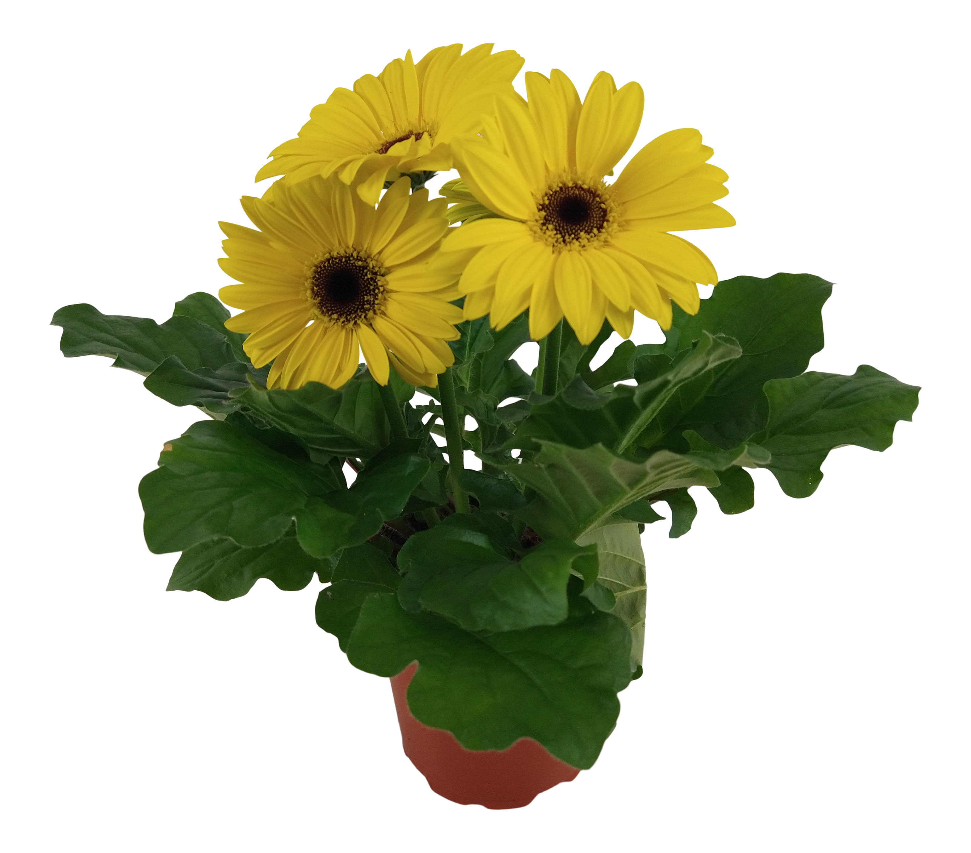 Gerbera Flori Line Yellow 25cm - Leroy Merlin