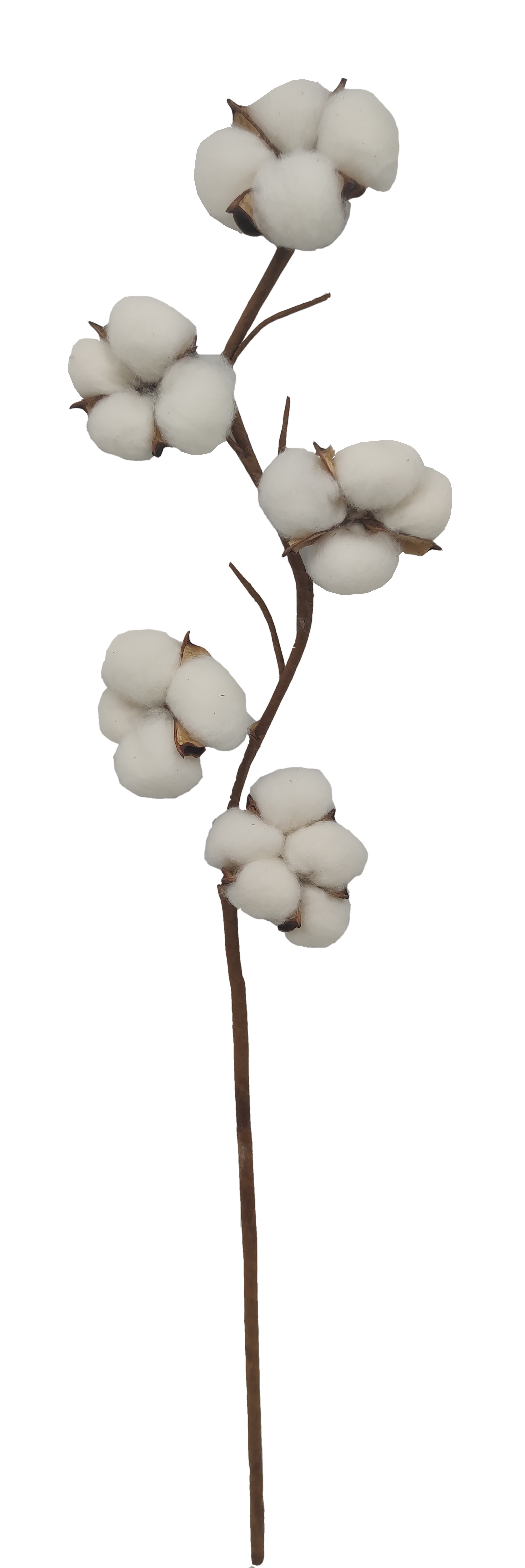 ¿Cómo cuidar y cultivar algodón? | Leroy Merlin